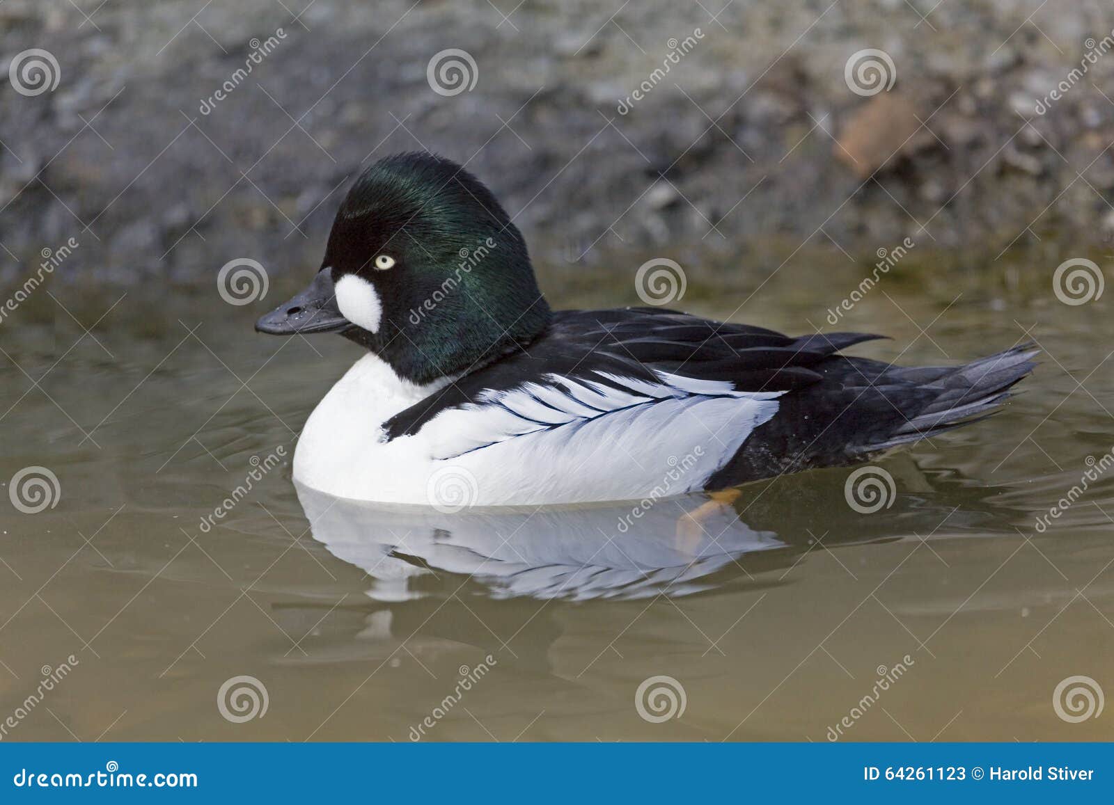 Male Common Goldeneye, Bucephala Clangula Stock Image - Image of animal ...