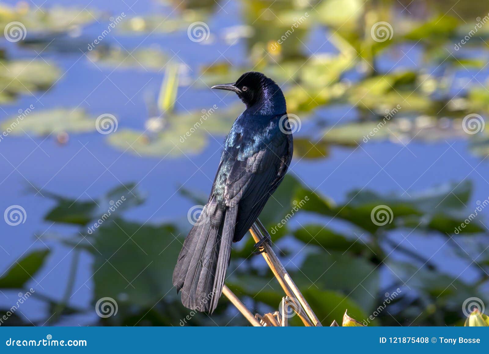 Male Common Grackle Perched in Its Habitat Stock Photo - Image of ...