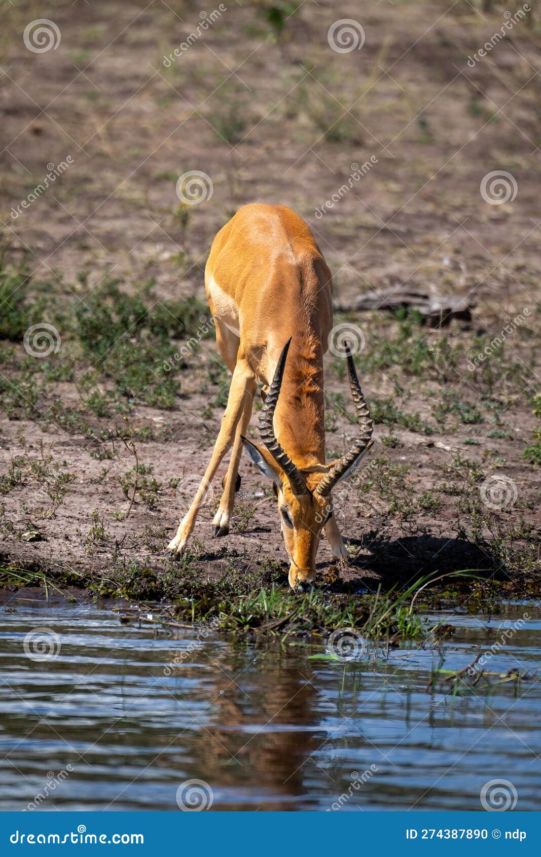 Male Common Impala Standing Drinking from River Stock Photo - Image of ...