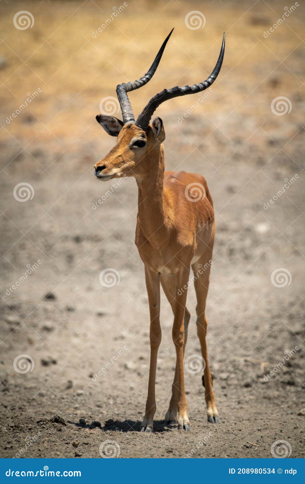 Male Common Impala Standing on Rocky Ground Stock Photo - Image of ...
