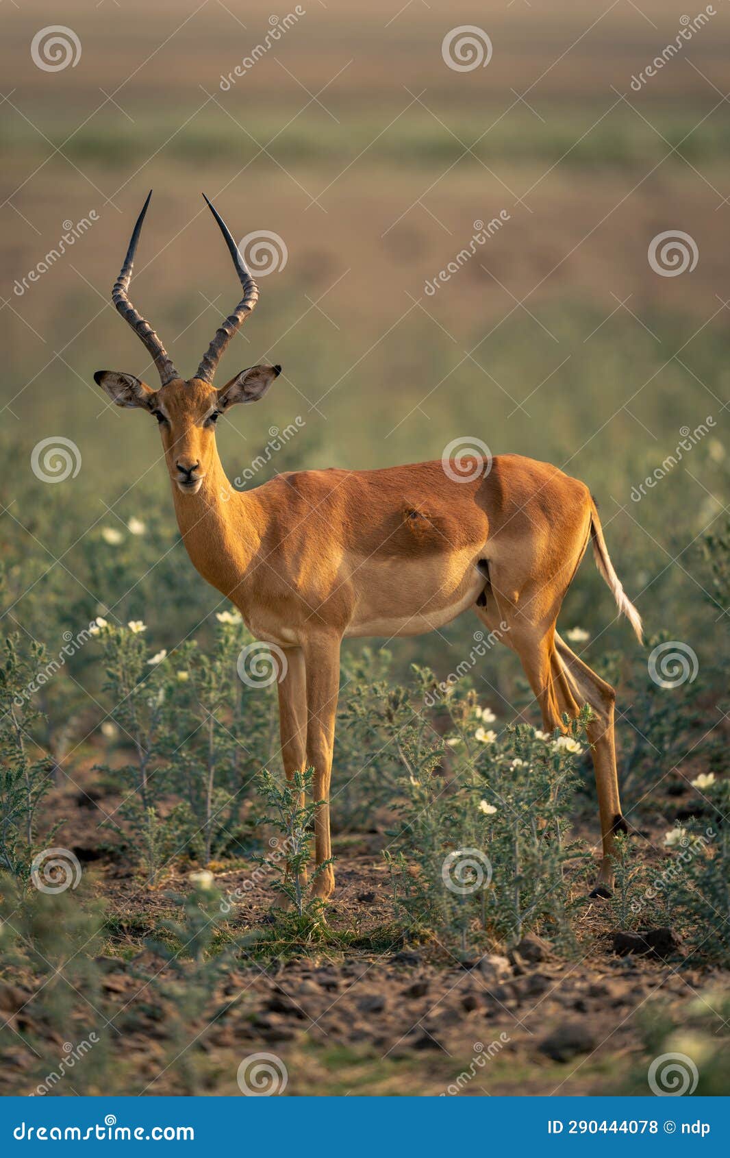 Male Common Impala Stands Amongst High Plants Stock Photo - Image of ...