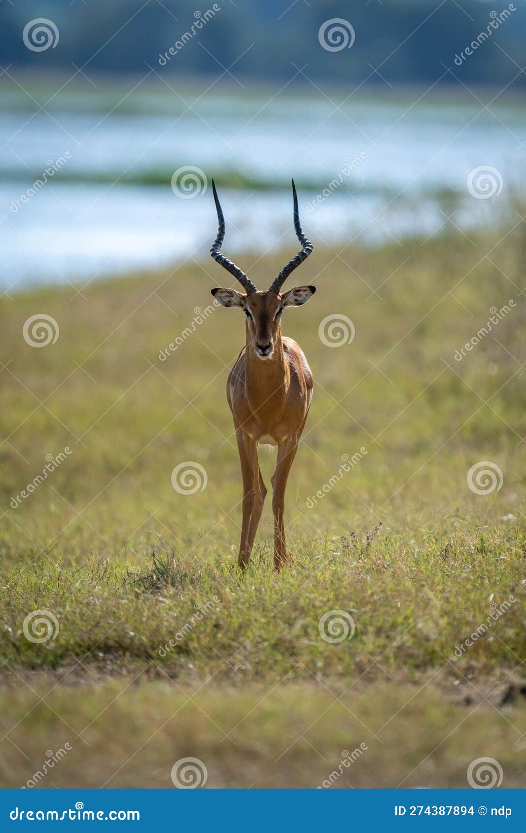Male Common Impala Stands Backlit on Riverbank Stock Photo - Image of ...