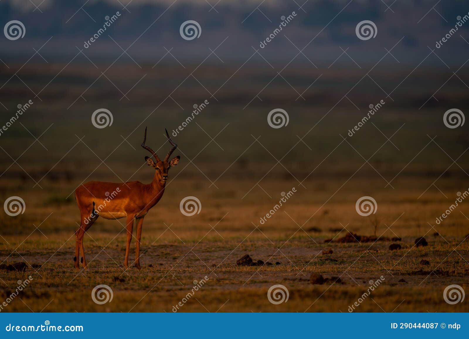 Male Common Impala Stands on Grass Floodplain Stock Image - Image of ...