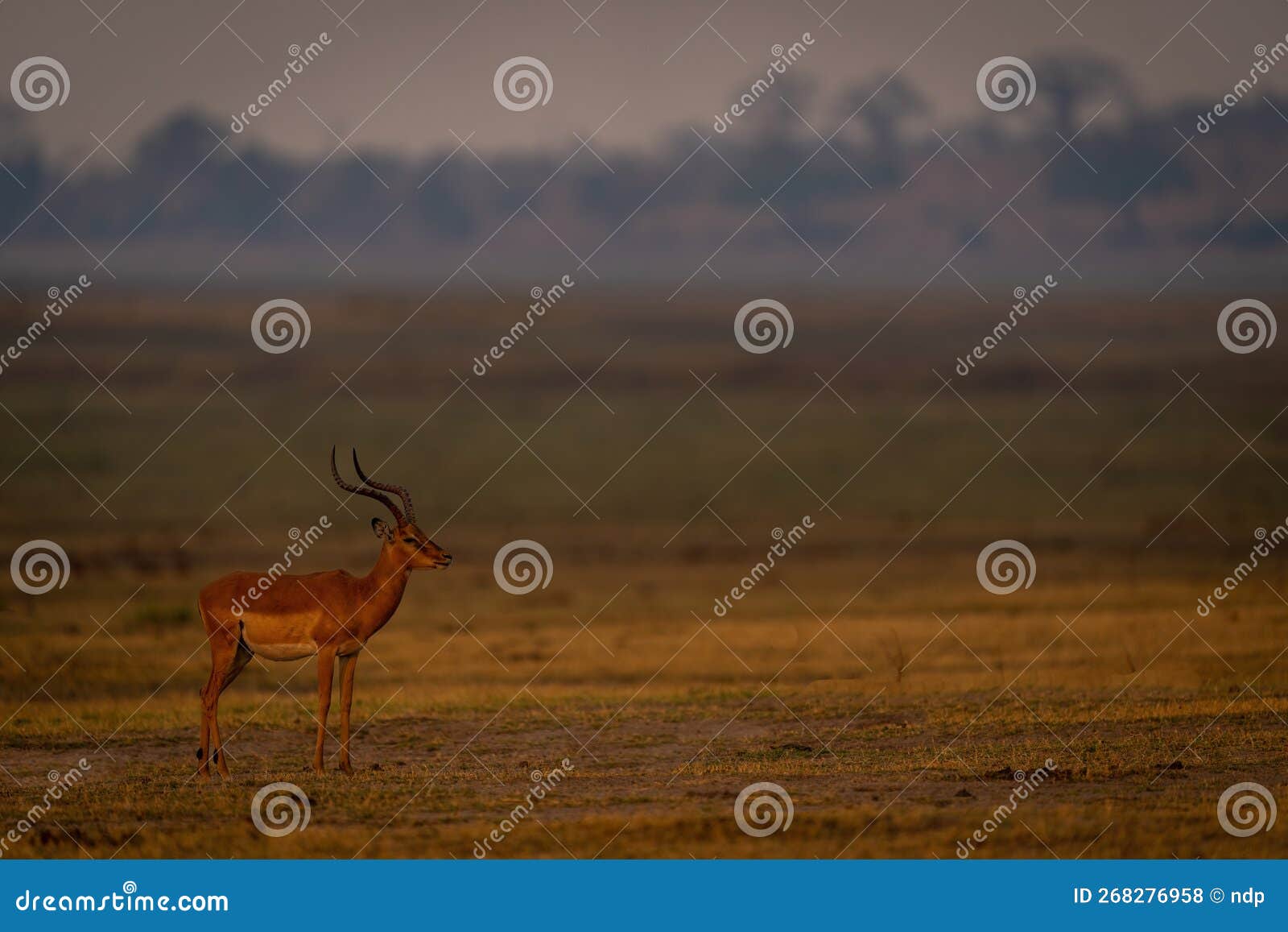 Male Common Impala Stands on Grassy Plain Stock Photo - Image of impala ...
