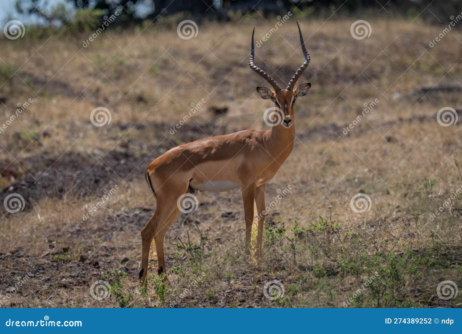 Male Common Impala Stands on Hillside Staring Stock Photo - Image of ...