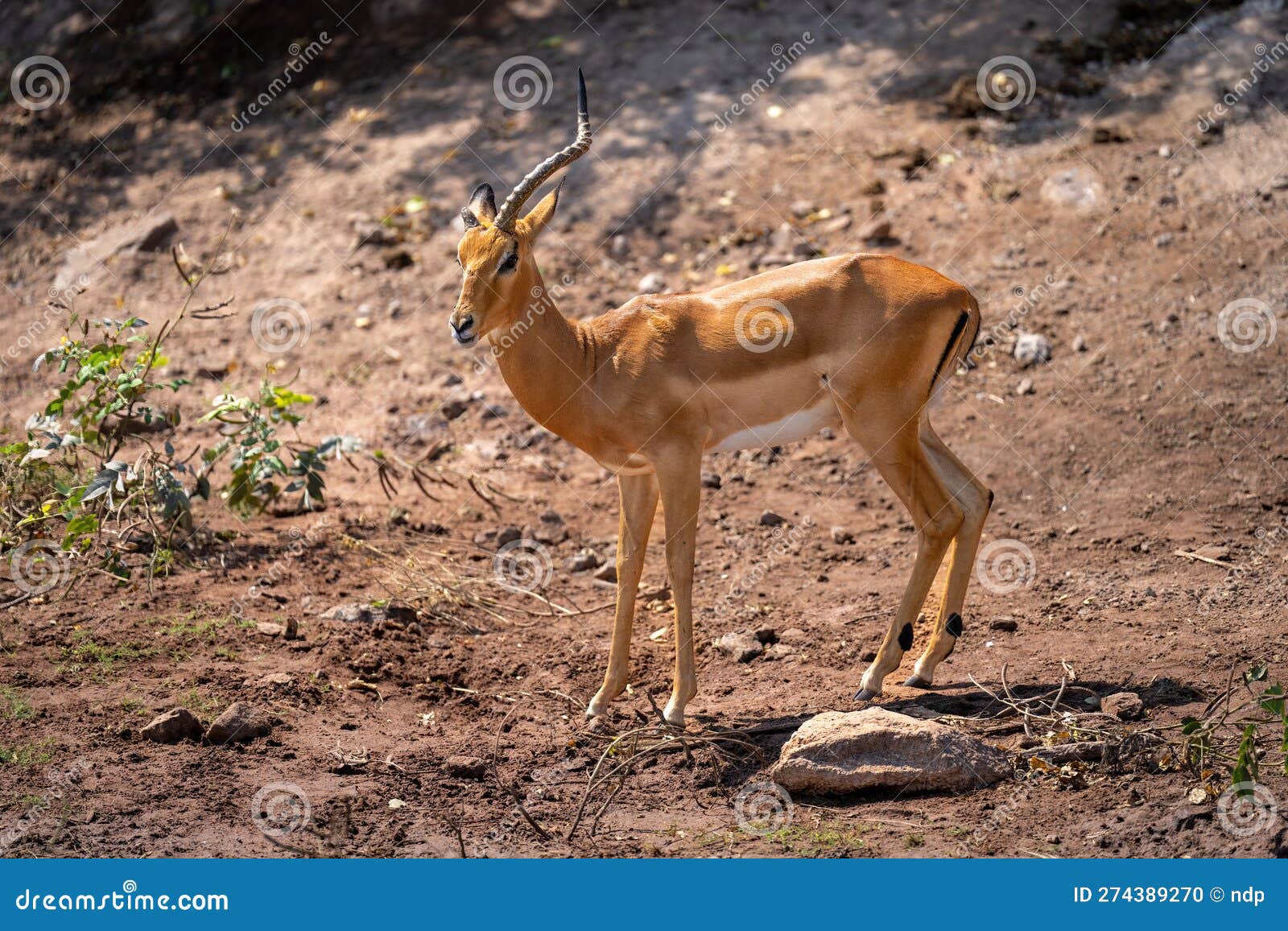 Male Common Impala Stands with Missing Horn Stock Photo - Image of ...
