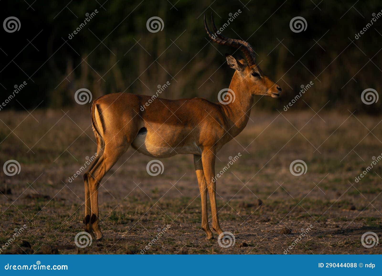 Male Common Impala Stands in Profile Staring Stock Photo - Image of ...