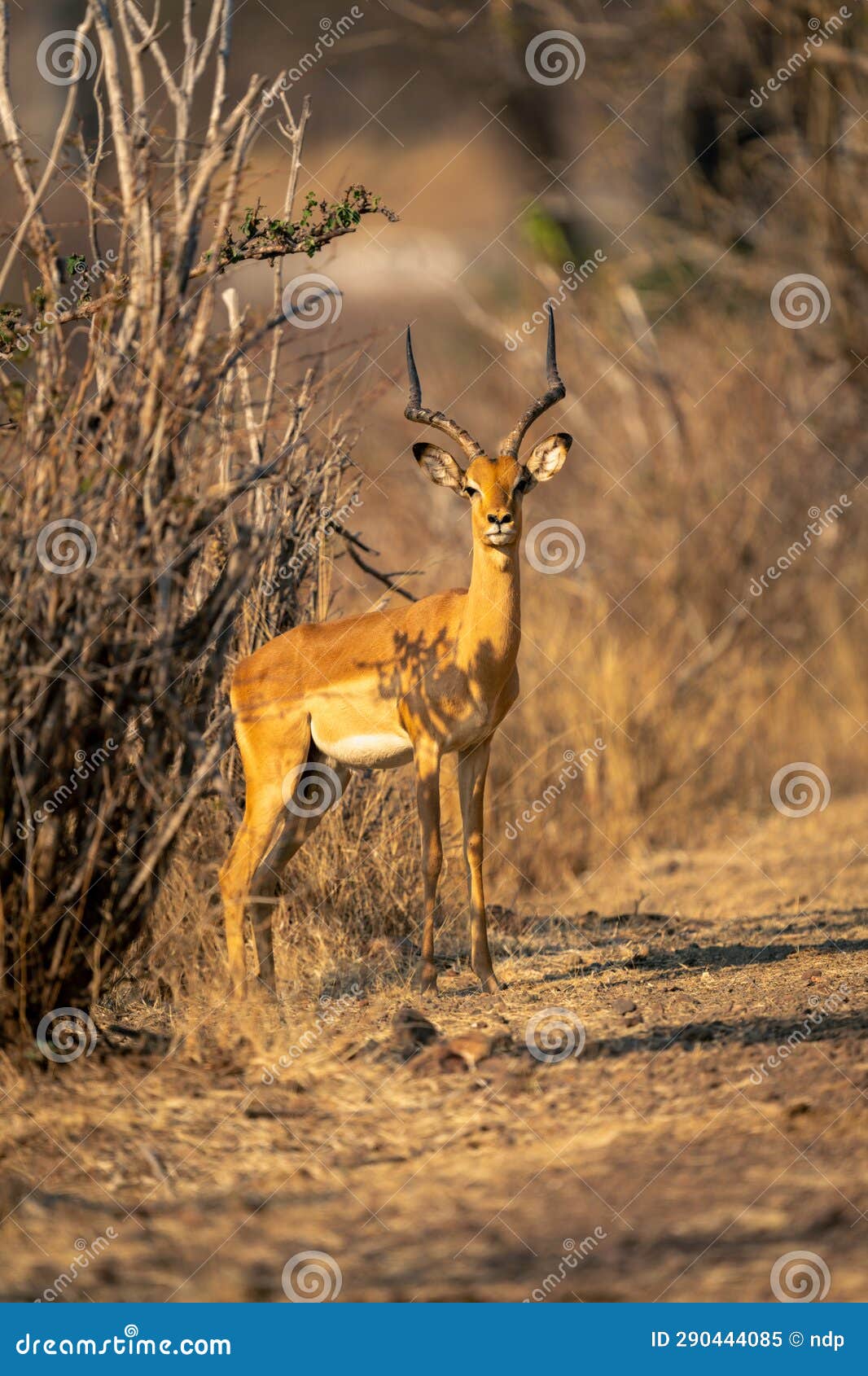 Male Common Impala Stands beside Rocky Track Stock Image - Image of ...