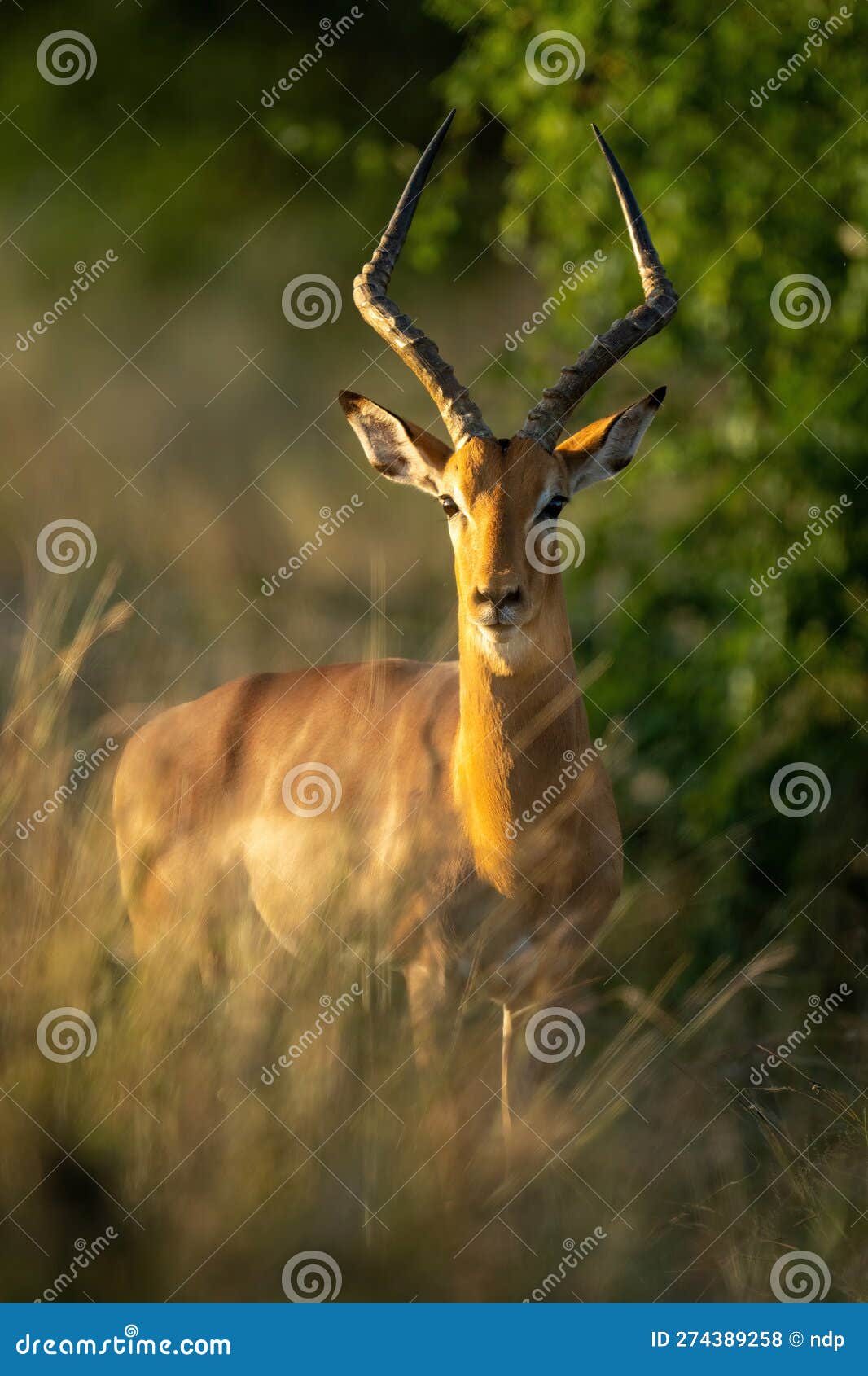 Male Common Impala Stands Staring in Bushes Stock Photo - Image of male ...