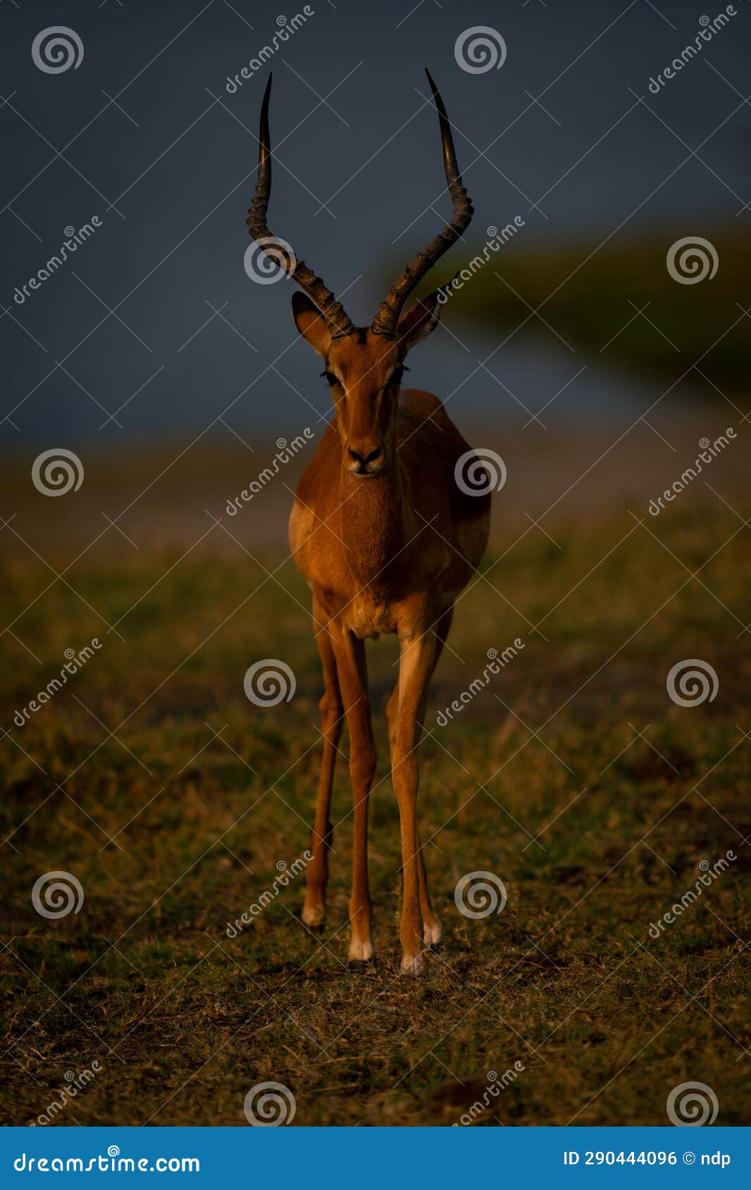 Male Common Impala Stands Staring into Lens Stock Photo - Image of ...