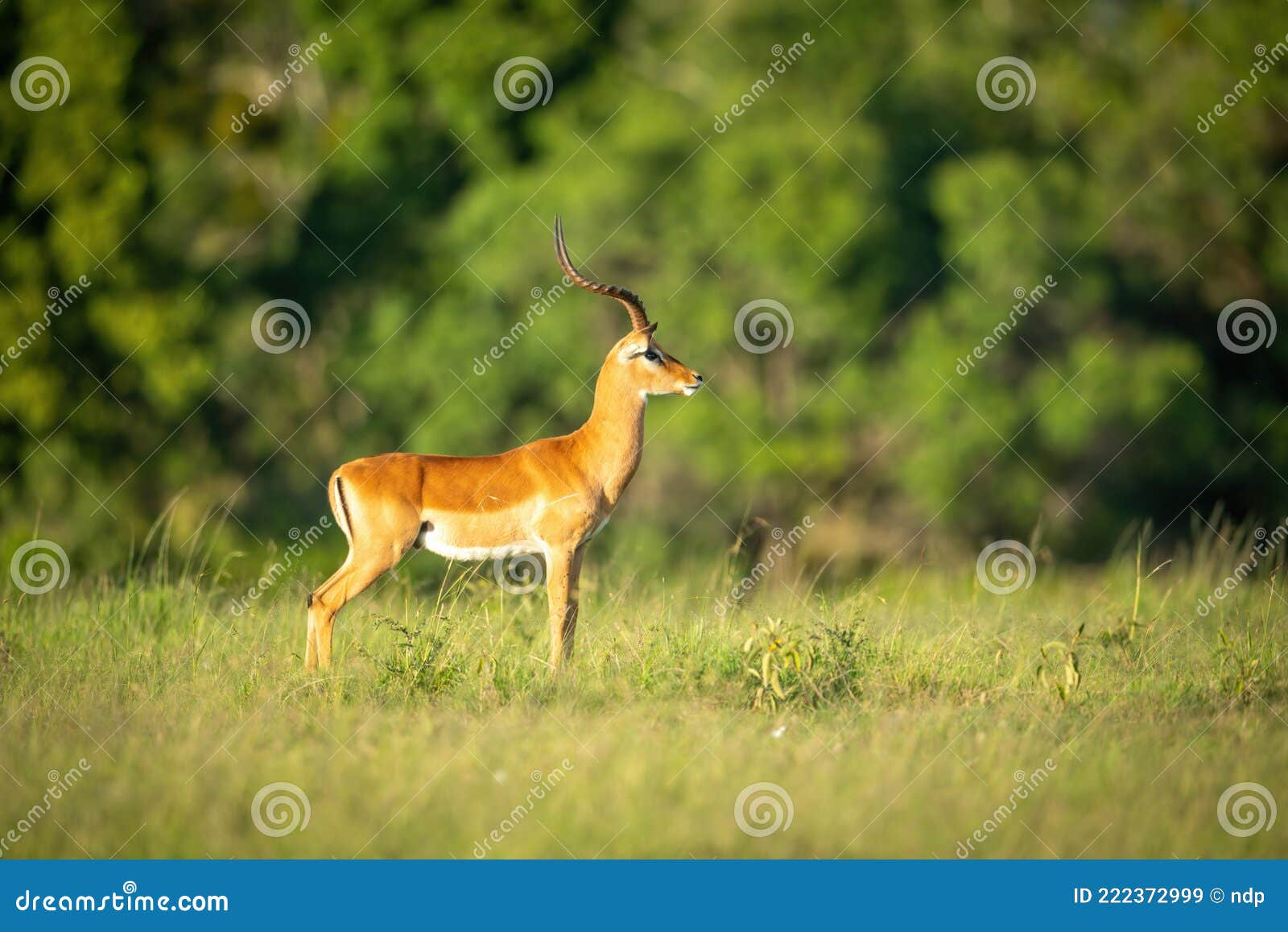 Male Common Impala Stands Staring in Profile Stock Image - Image of ...