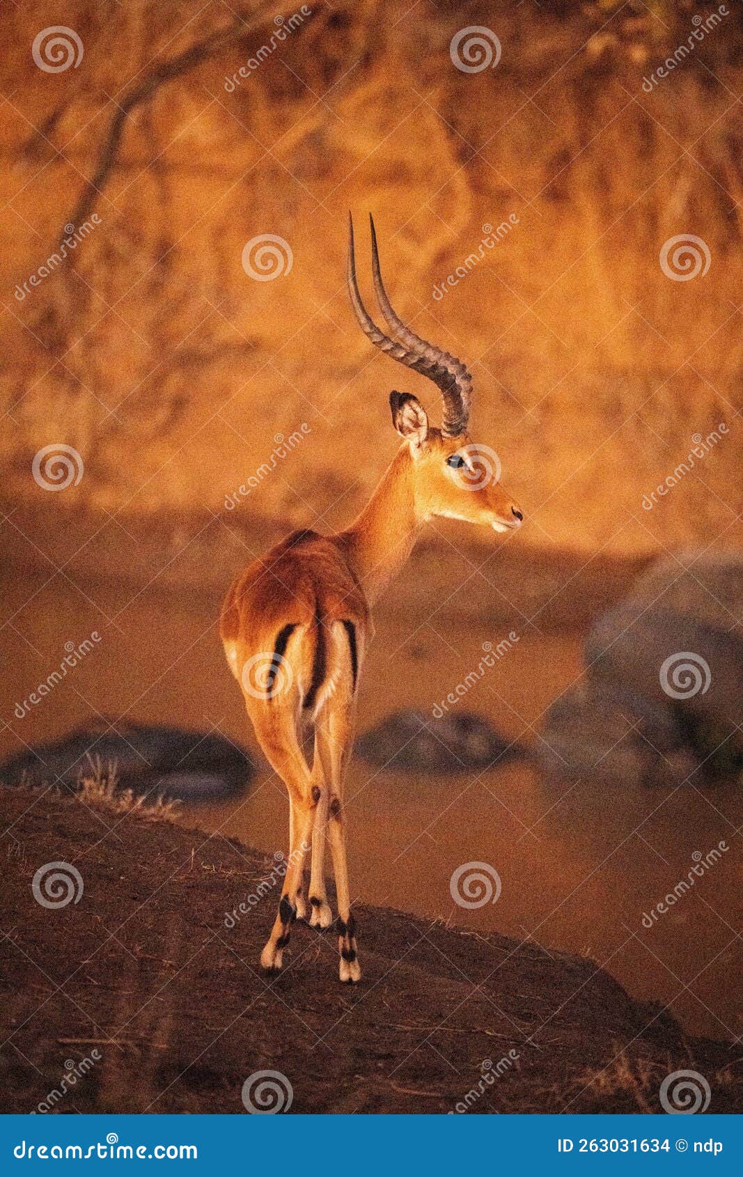Male Common Impala Stands Staring on Riverbank Stock Photo - Image of ...