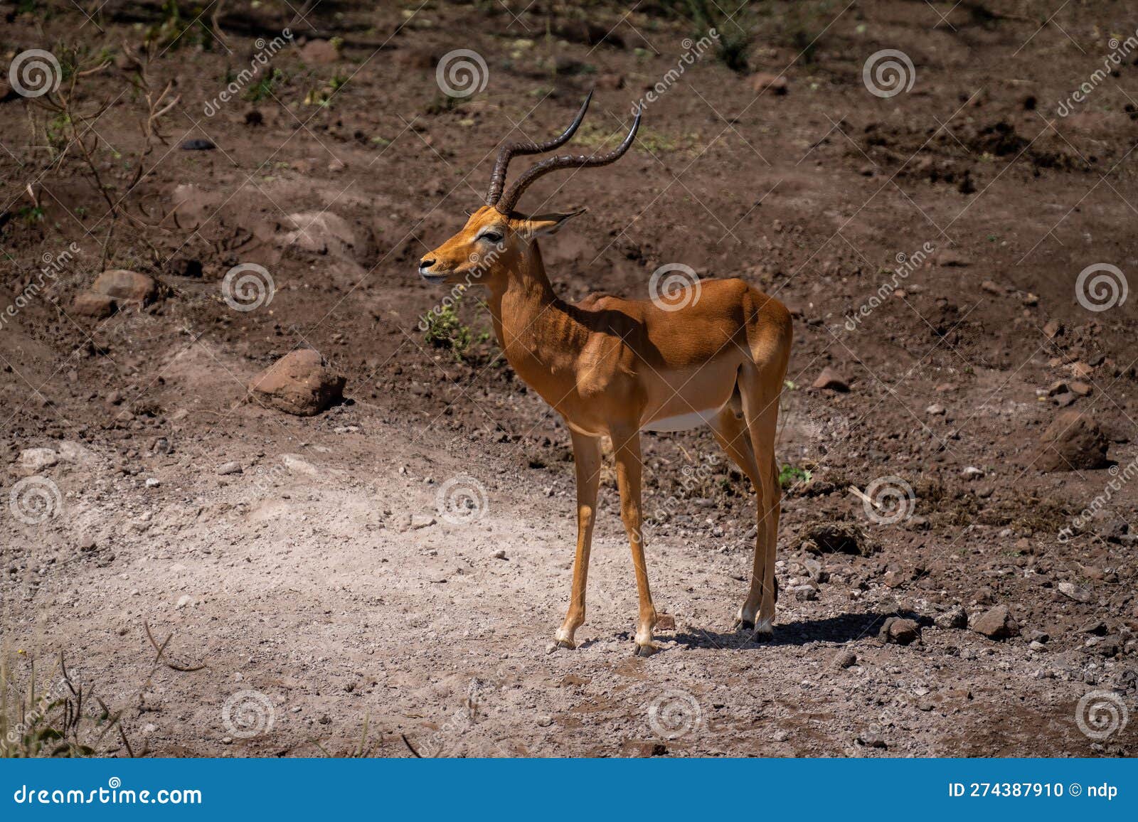 Male Common Impala Stands on Stony Ground Stock Photo - Image of nature ...