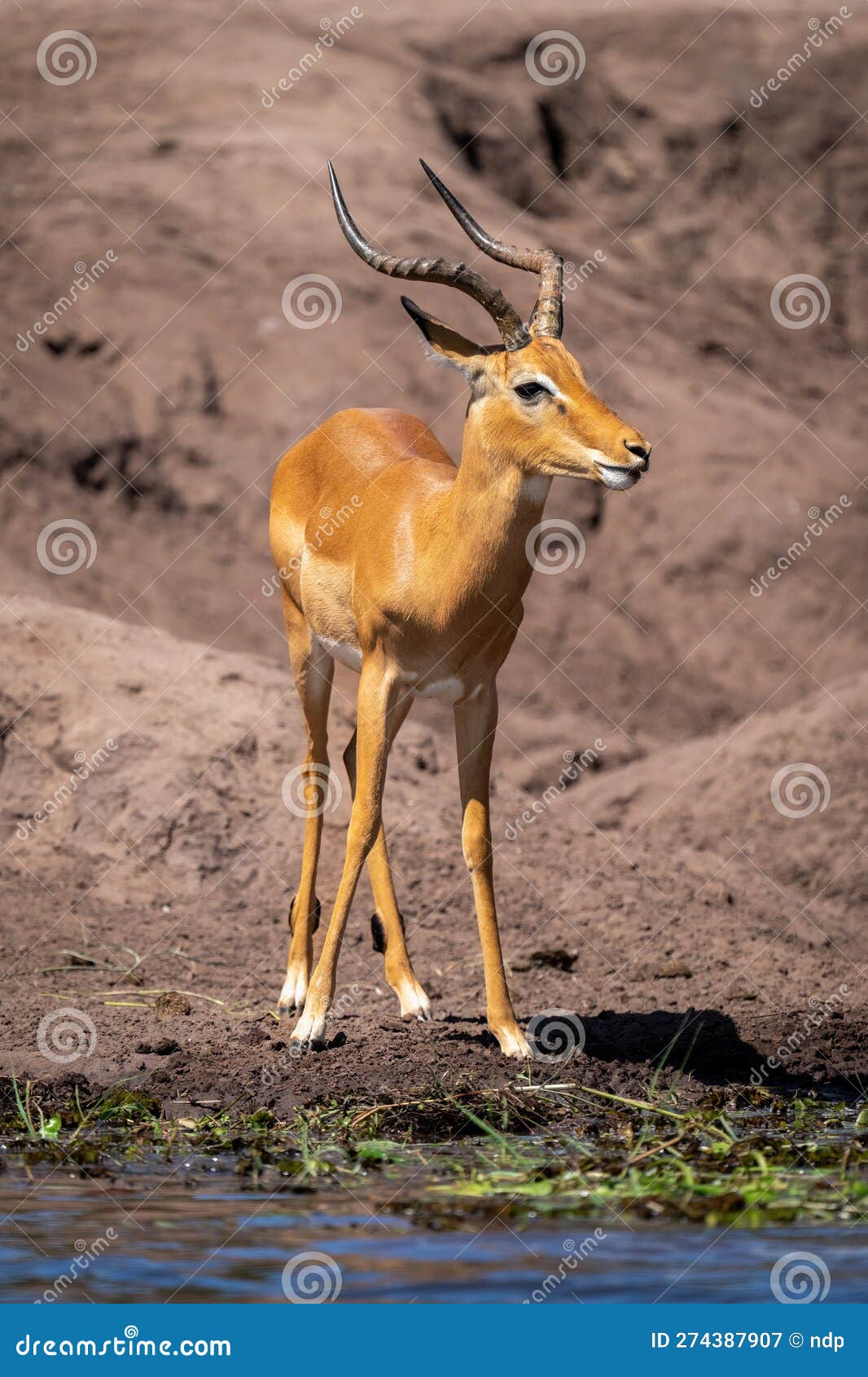 Male Common Impala Stands on Sunny Riverbank Stock Image - Image of ...