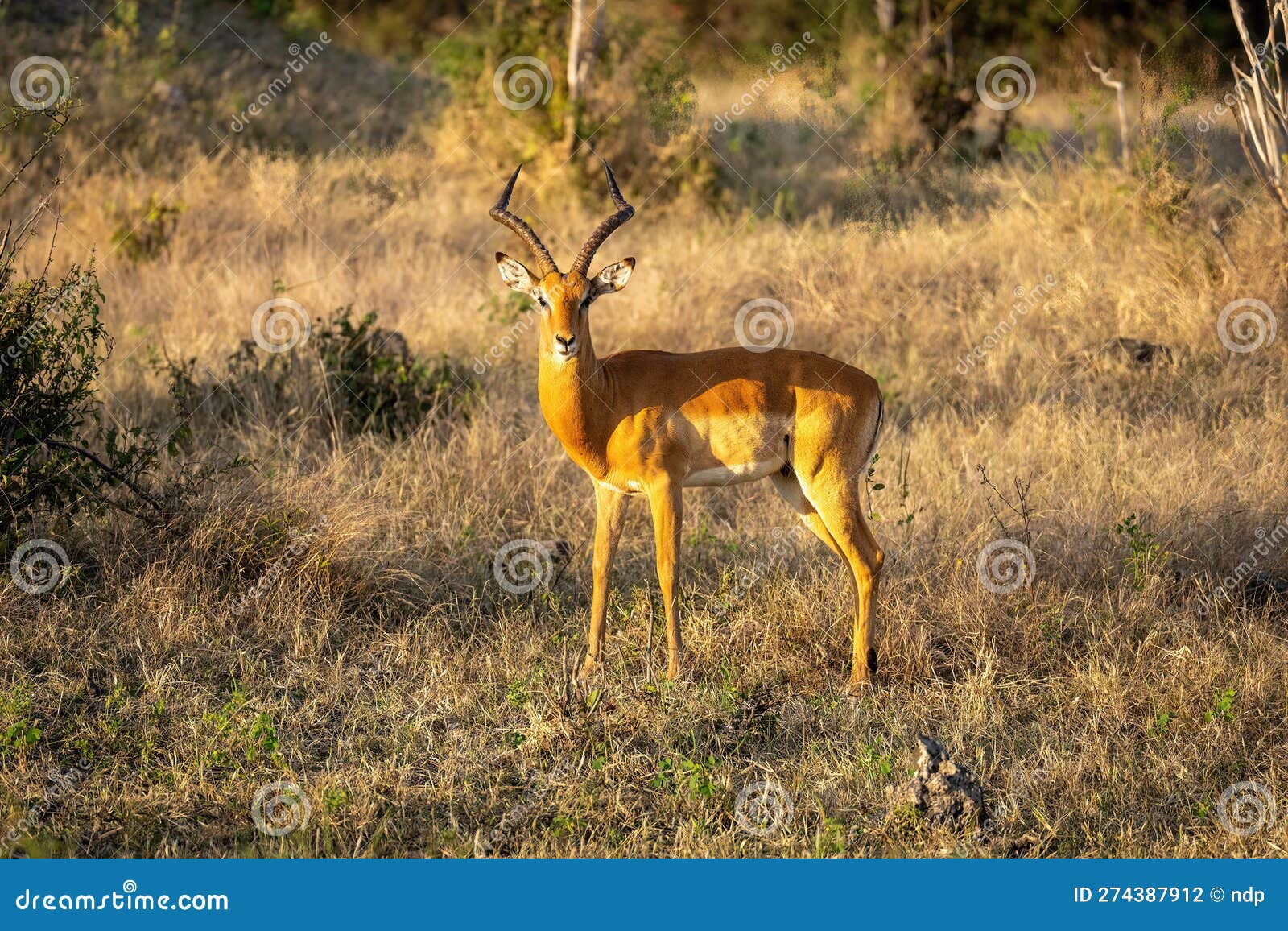 Male Common Impala Stands Turning Toward Camera Stock Photo - Image of ...