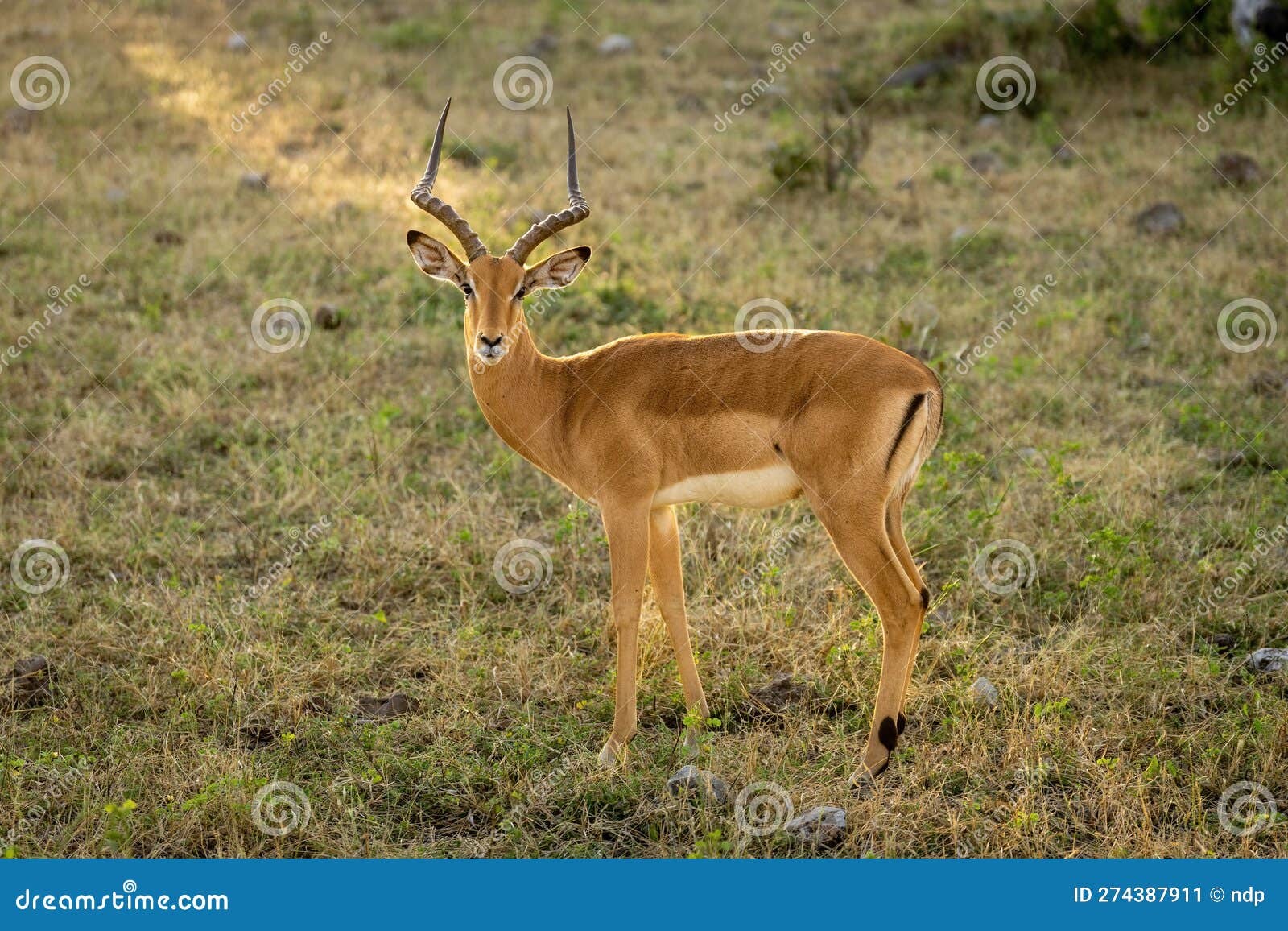 Male Common Impala Stands Turning Towards Camera Stock Image - Image of ...