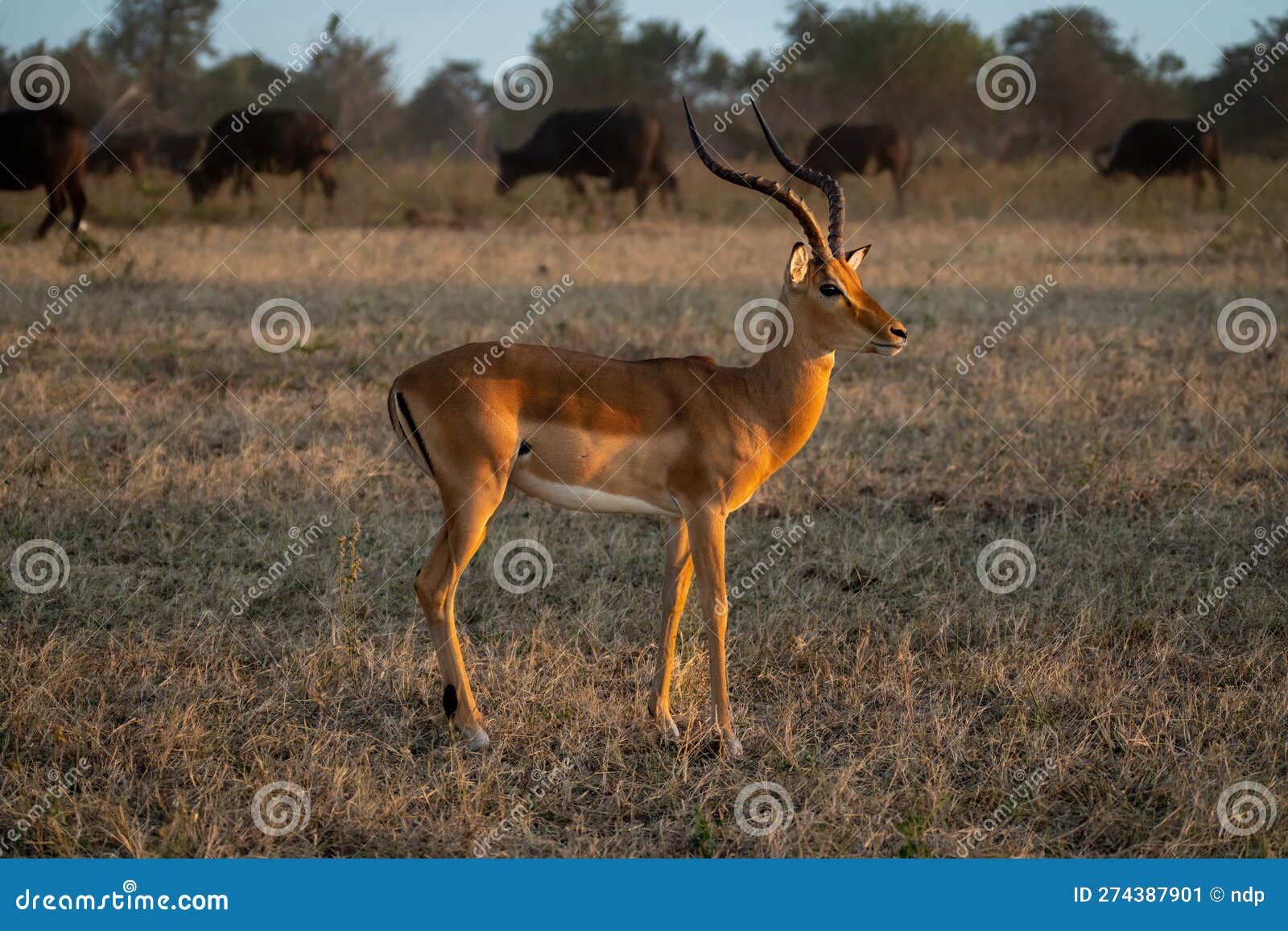 Male Common Impala Stands in Warm Light Stock Image - Image of park ...