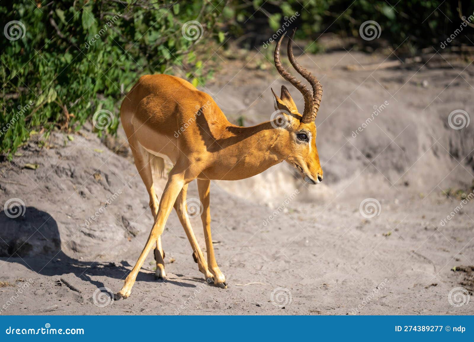 Male Common Impala Turns Round on Beach Stock Image - Image of ...