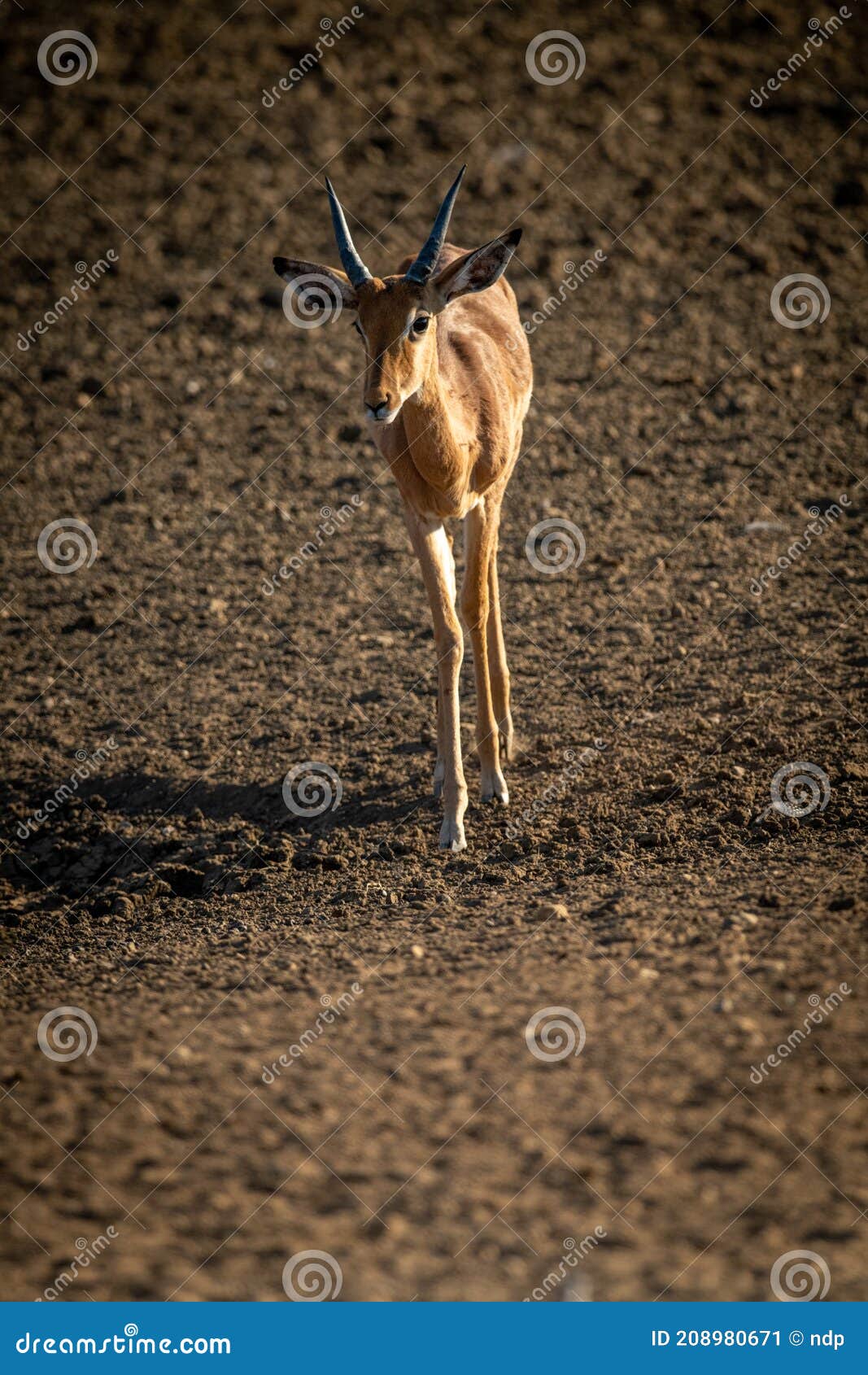 Male Common Impala Walks Over Bare Ground Stock Image - Image of safari ...