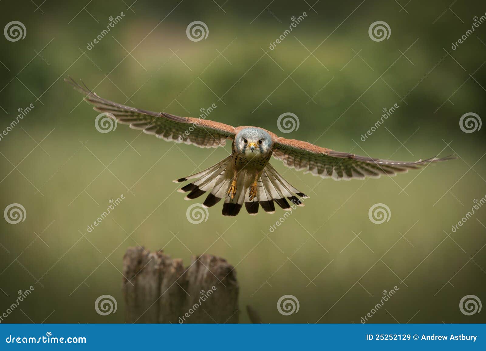 265 Bird Flying Towards Camera Stock Photos - Free & Royalty-Free Stock ...