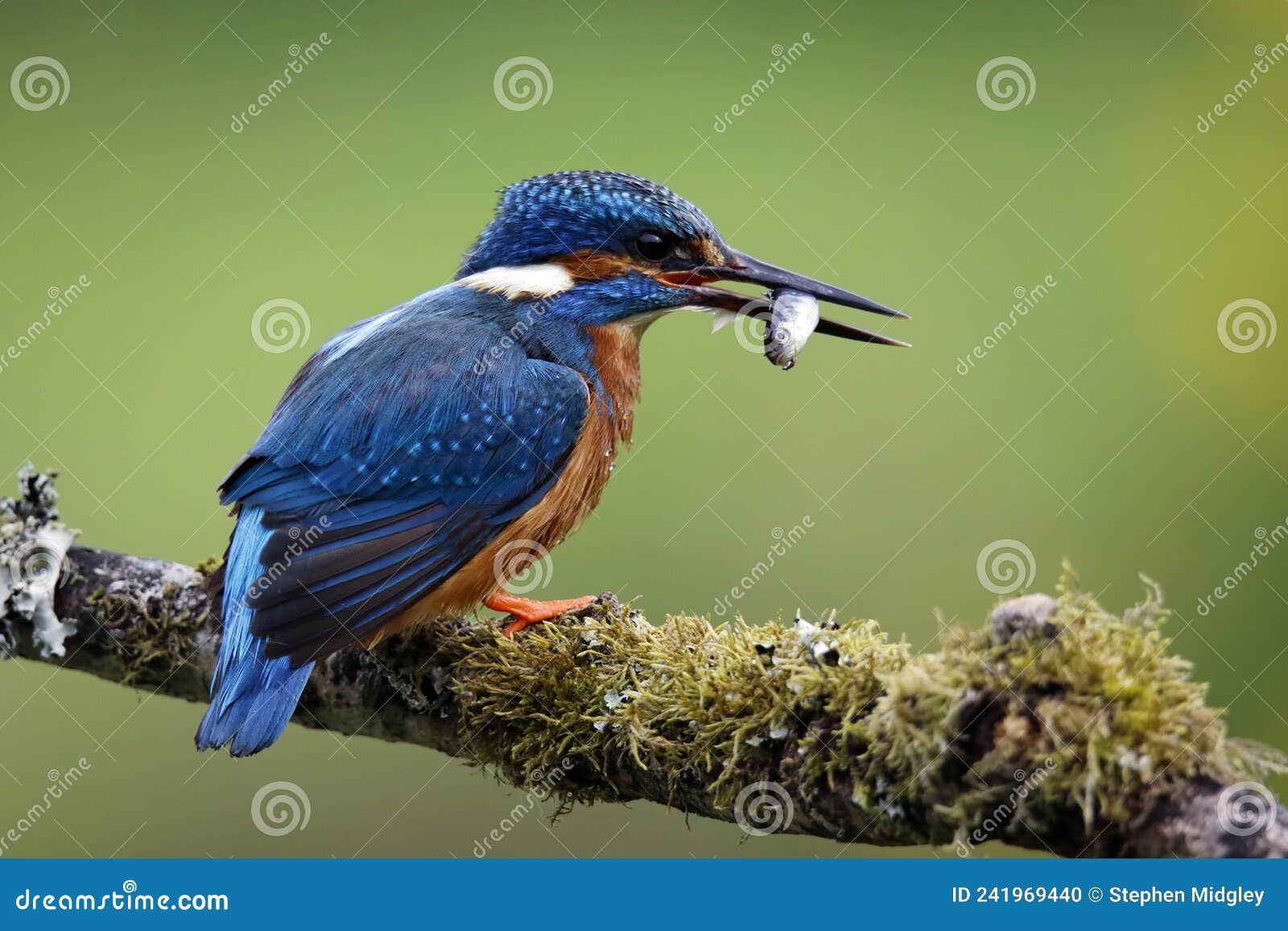 Male Common Kingfisher Catching Fish Stock Photo - Image of autumn ...