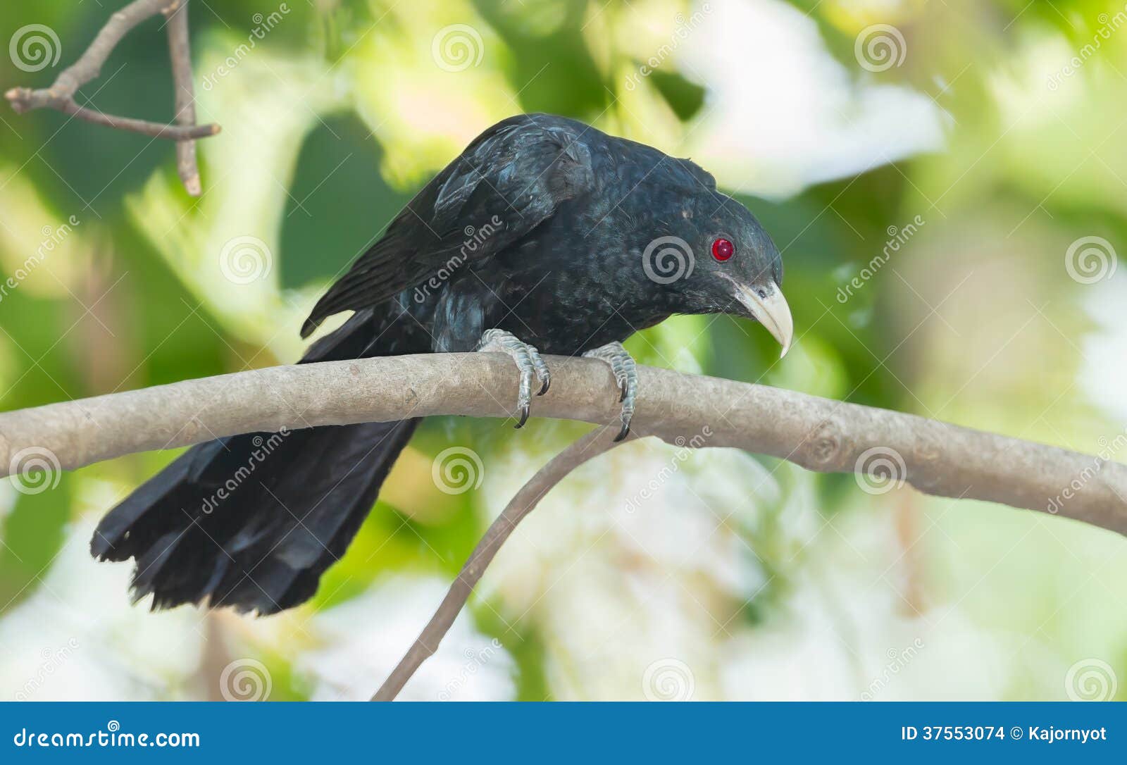 Male Common Koel stock photo. Image of bill, scolopacea - 37553074