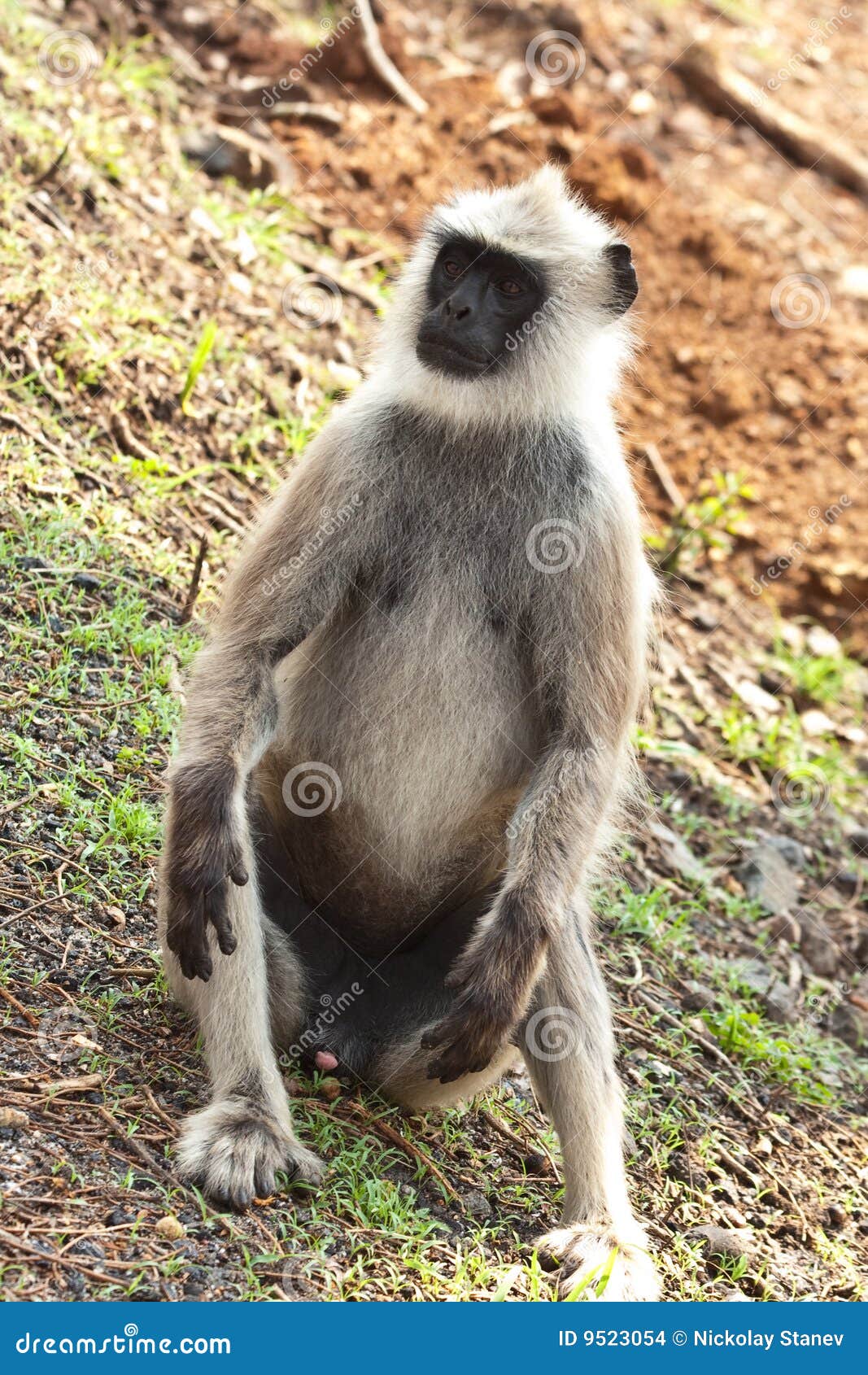 Male Common Langur Relaxing Stock Photo - Image of national, funny: 9523054