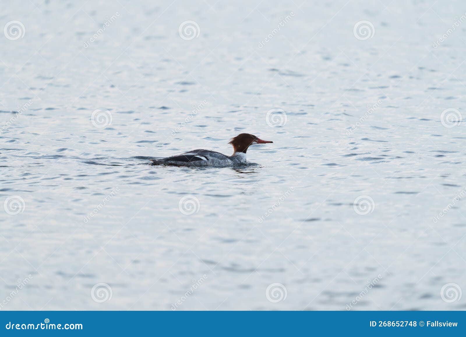Common Merganser Swimming at Seaside Stock Photo - Image of mergansers ...