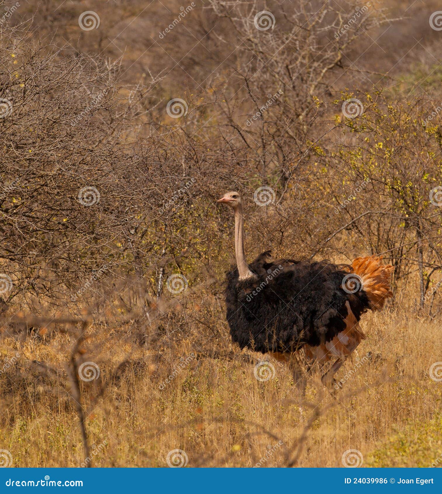 A male Common Ostrich stock photo. Image of coming, color - 24039986