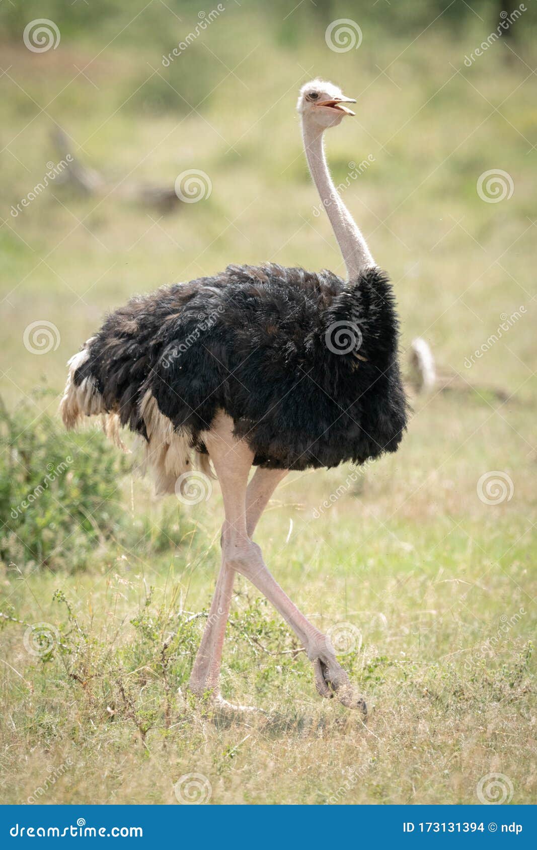 Male Common Ostrich Walks through Sunlit Grassland Stock Photo - Image ...