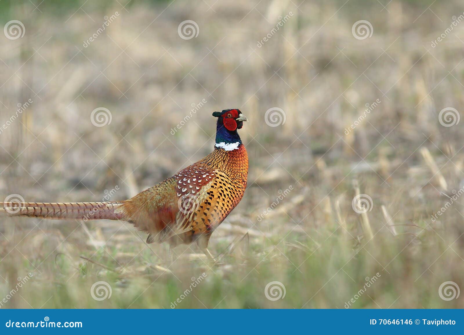 Male Common Pheasant in the Field Stock Photo - Image of game ...