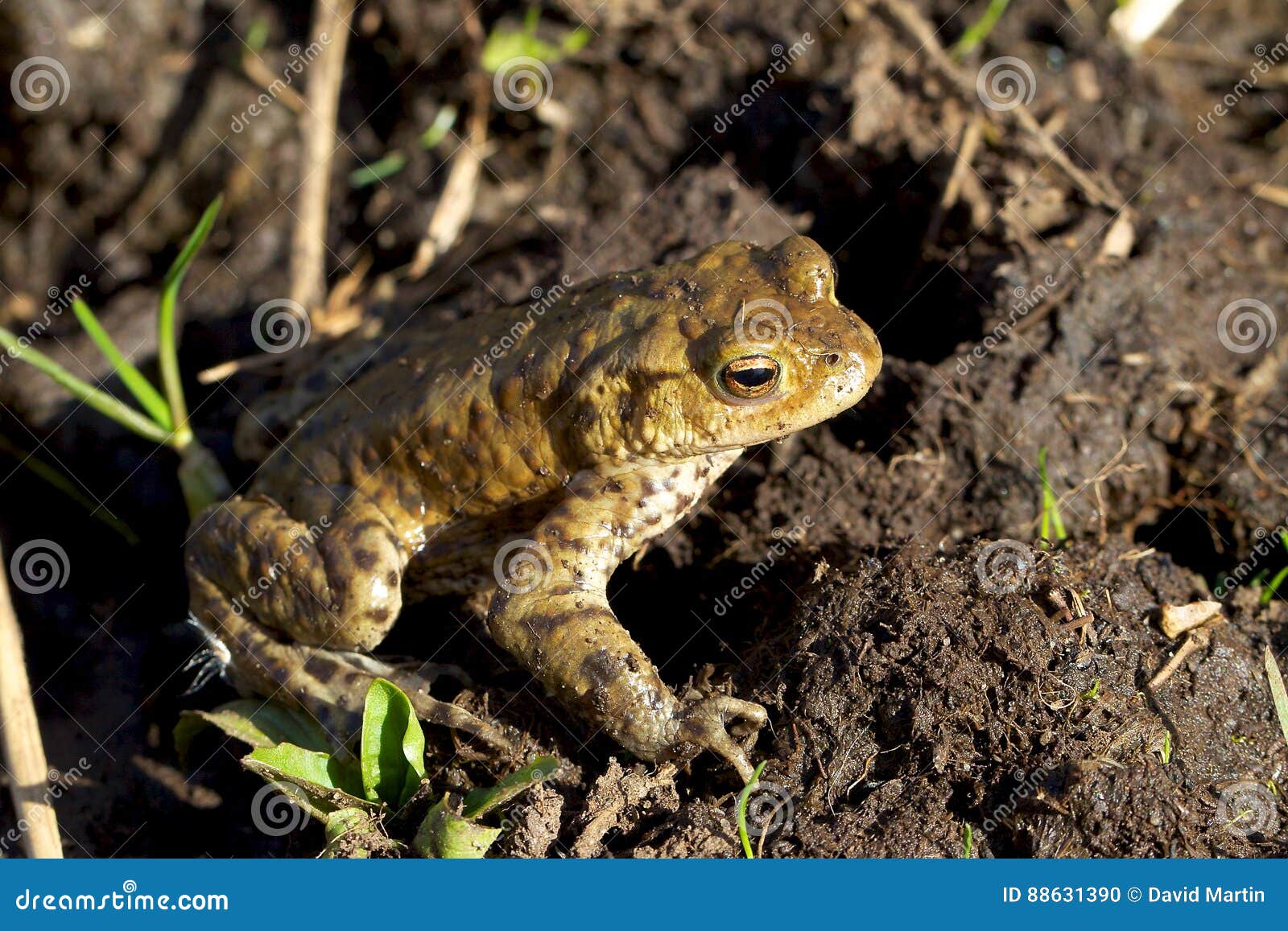Male Common Toad. stock photo. Image of bufo, nature - 88631390