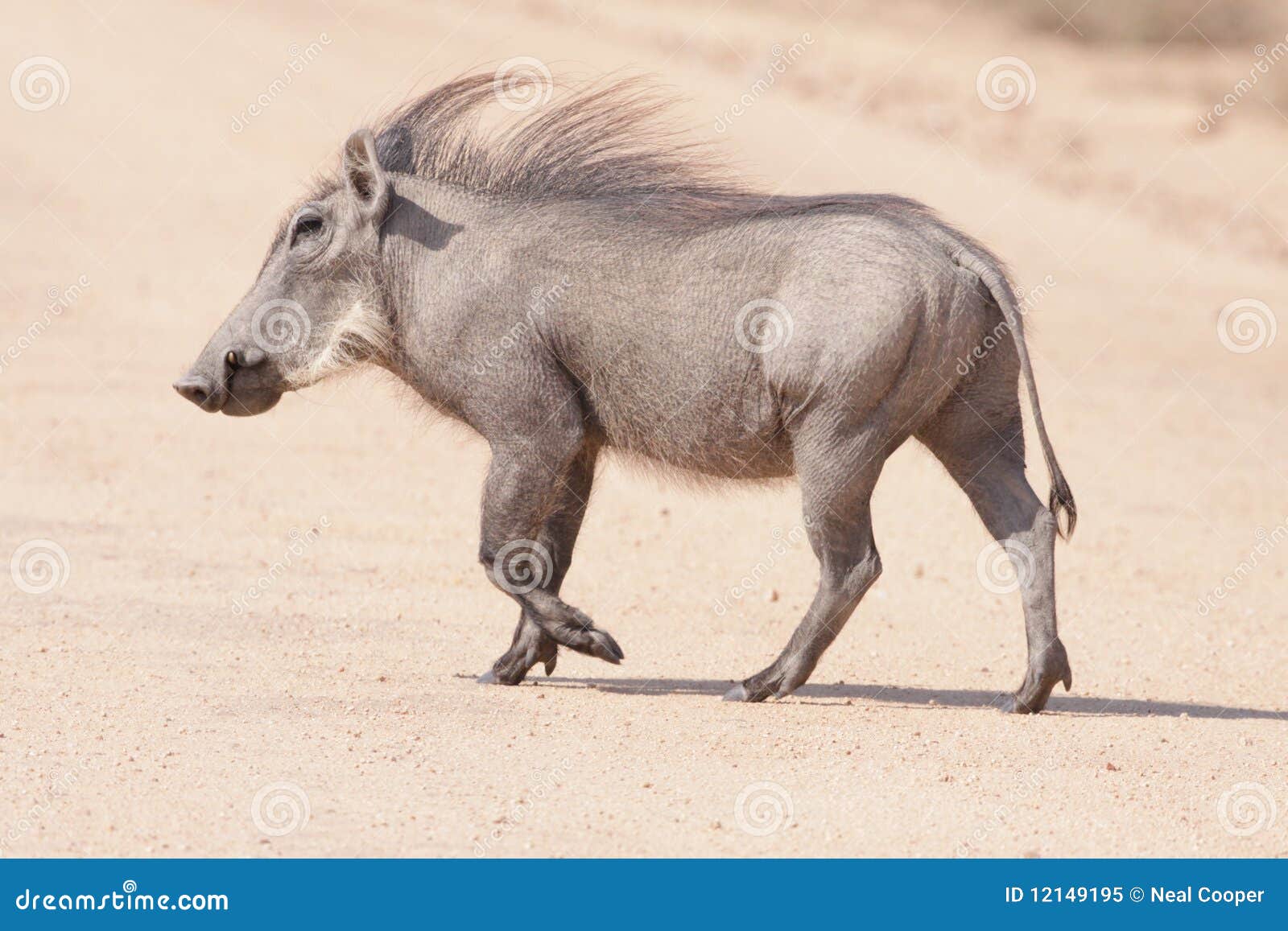 Common Warthog In Kruger National Park Royalty-Free Stock Image ...