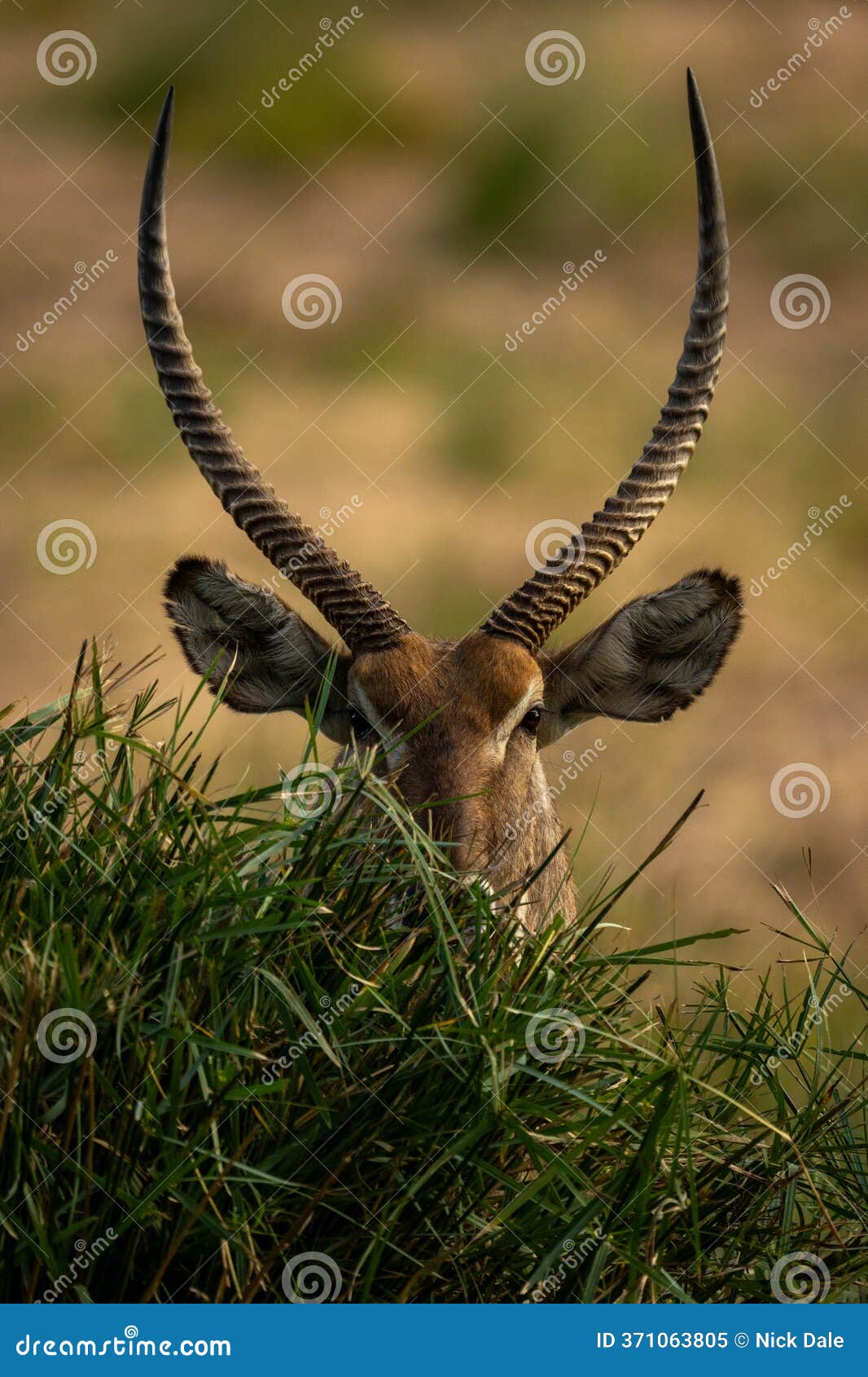 Common Waterbuck Stock Photography | CartoonDealer.com #37979660