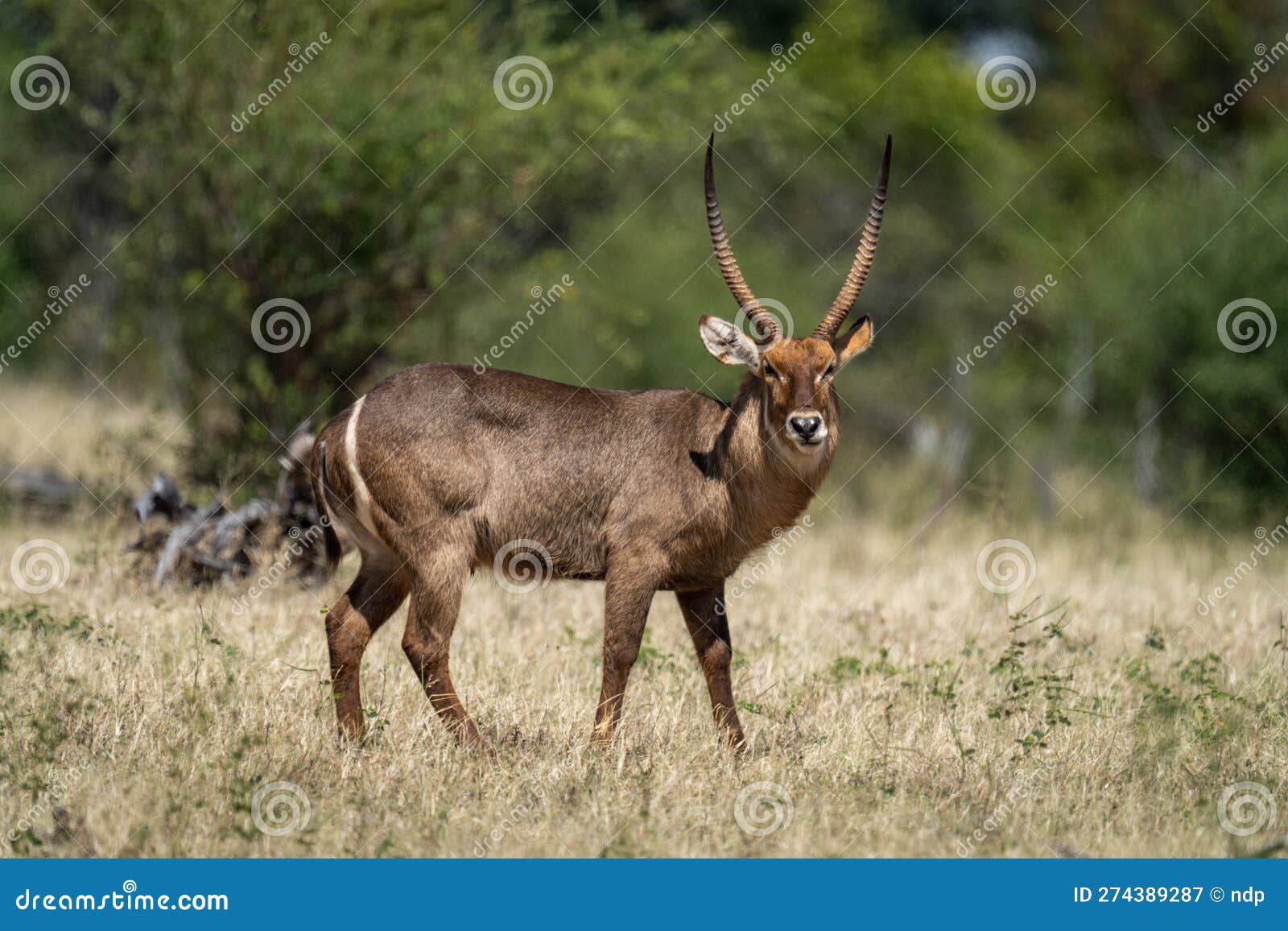 Male Common Waterbuck Stands in Grass Staring Stock Image - Image of ...