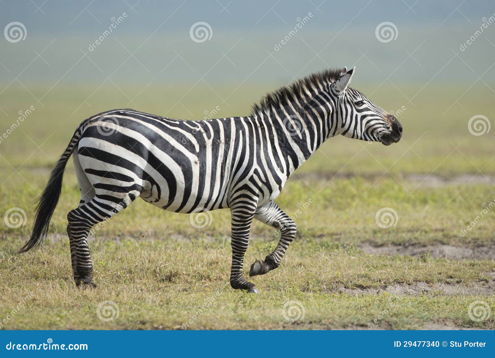 Male Common Zebra Running, Tanzania Stock Photo - Image of horizontal ...