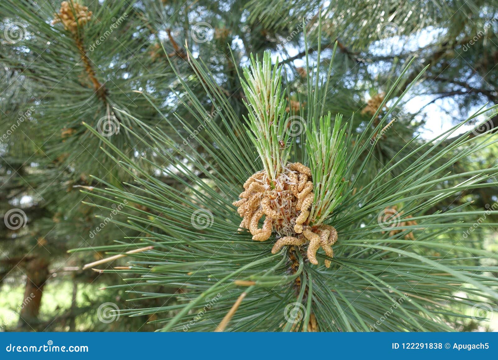 Male Cone on Branch of Pine Stock Photo - Image of growth, evergreen ...