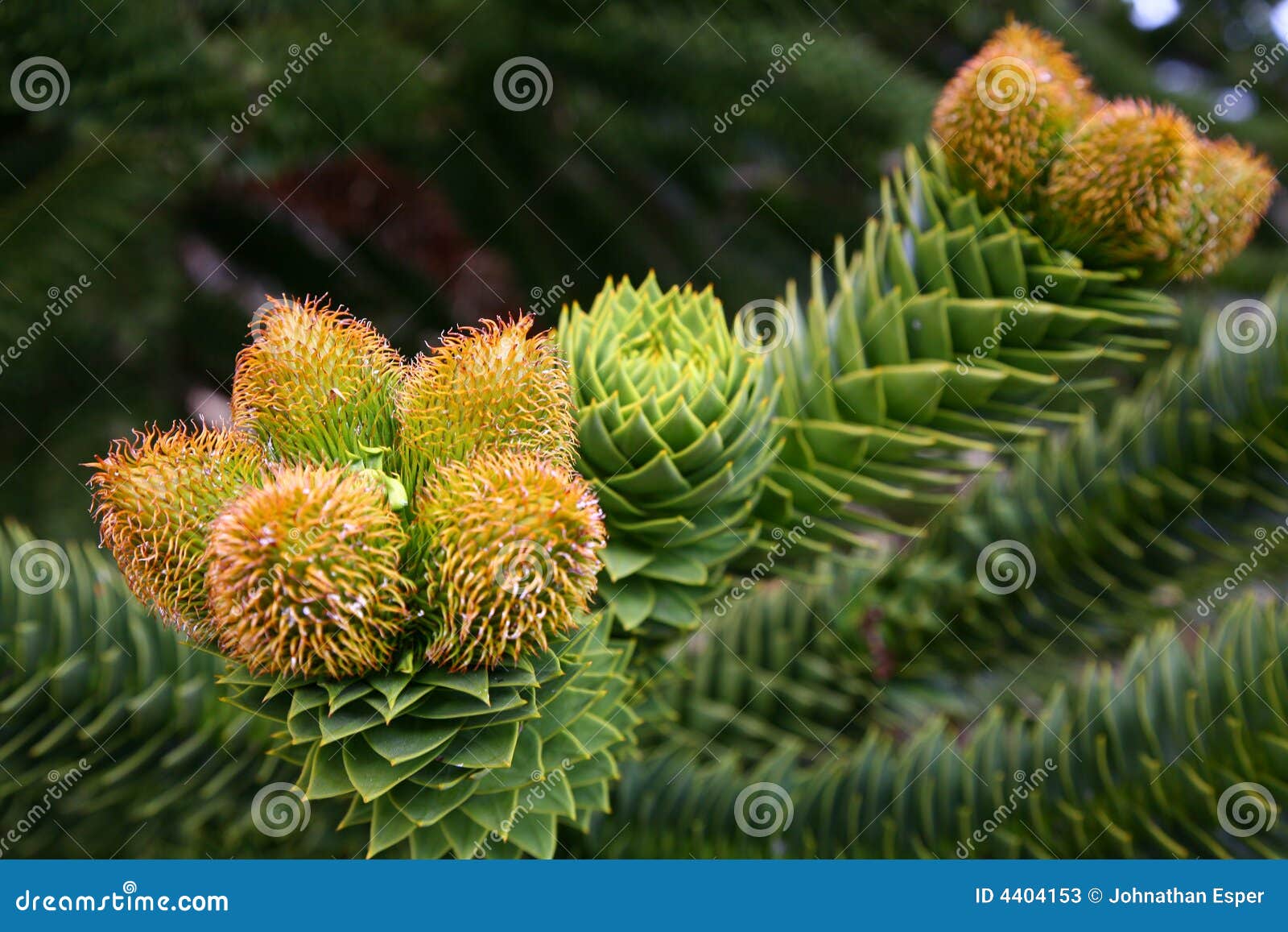 Male Cones of the Araucaria Araucana Tree Stock Image - Image of ...