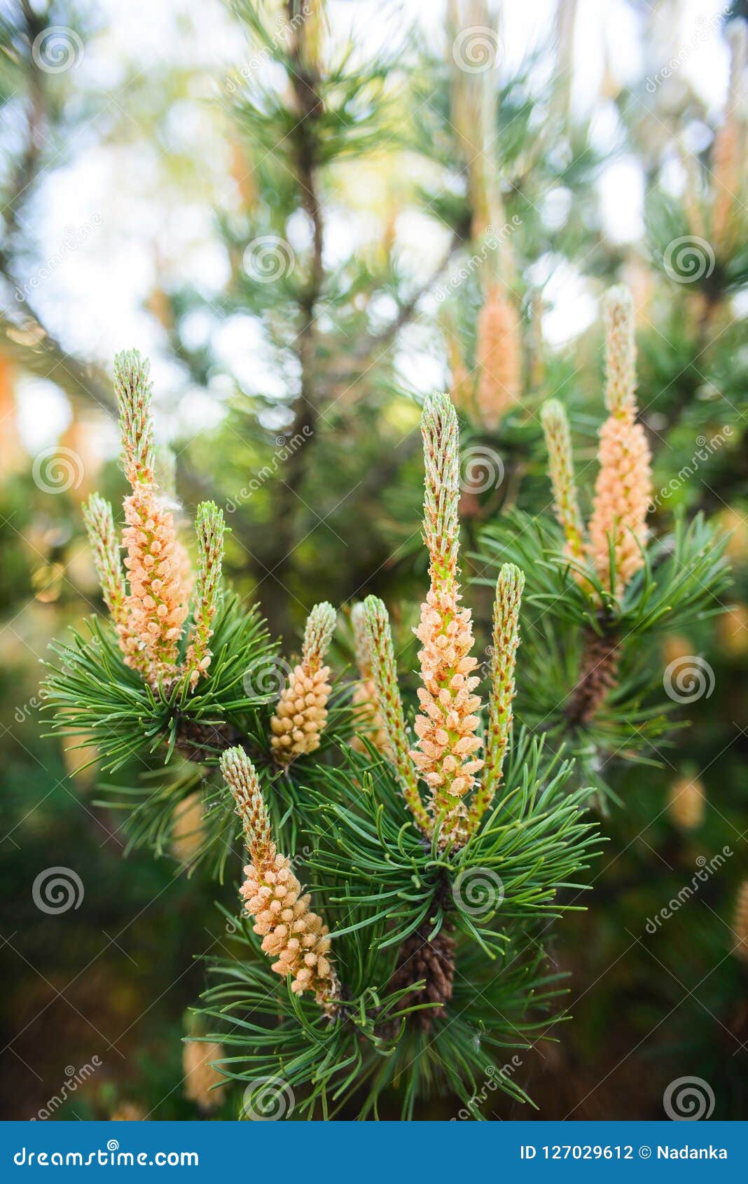 Male Cones on Mountain Pine Stock Photo - Image of june, anther: 127029612