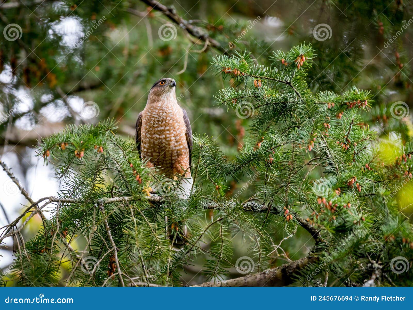 A Male Cooper`s Hawk ` Accipitridae Cooperii ` . Stock Photo - Image of ...