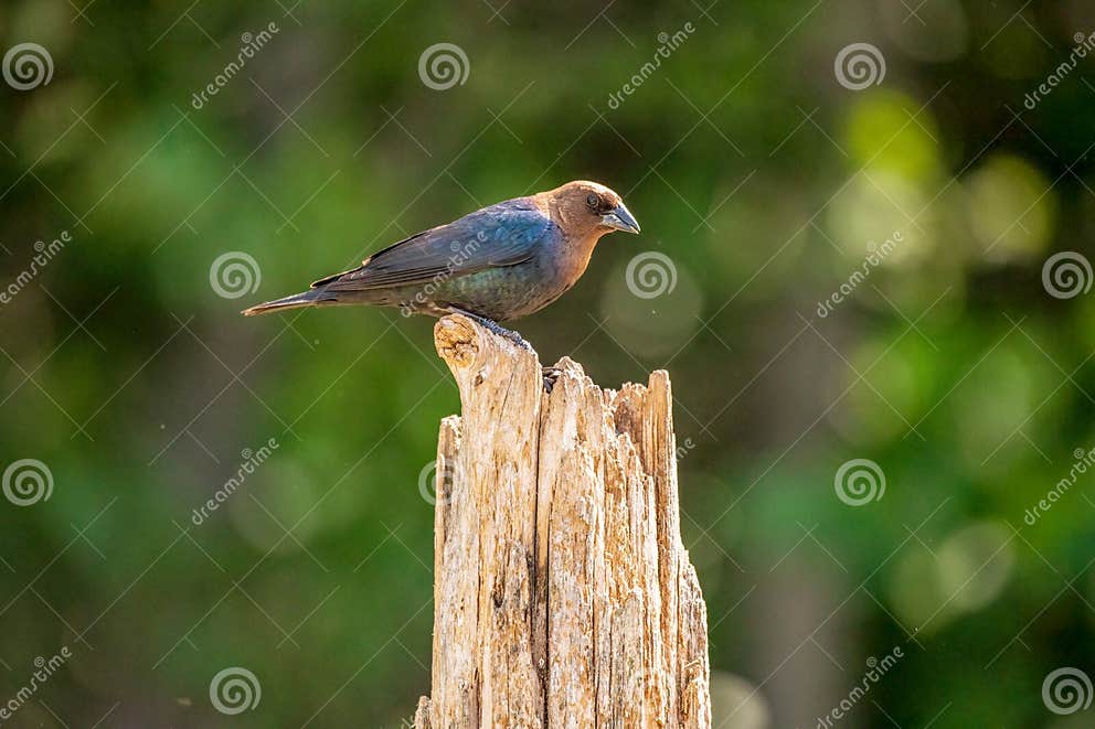 Male Cow Bird Posing in Spring Stock Photo - Image of spring, male ...