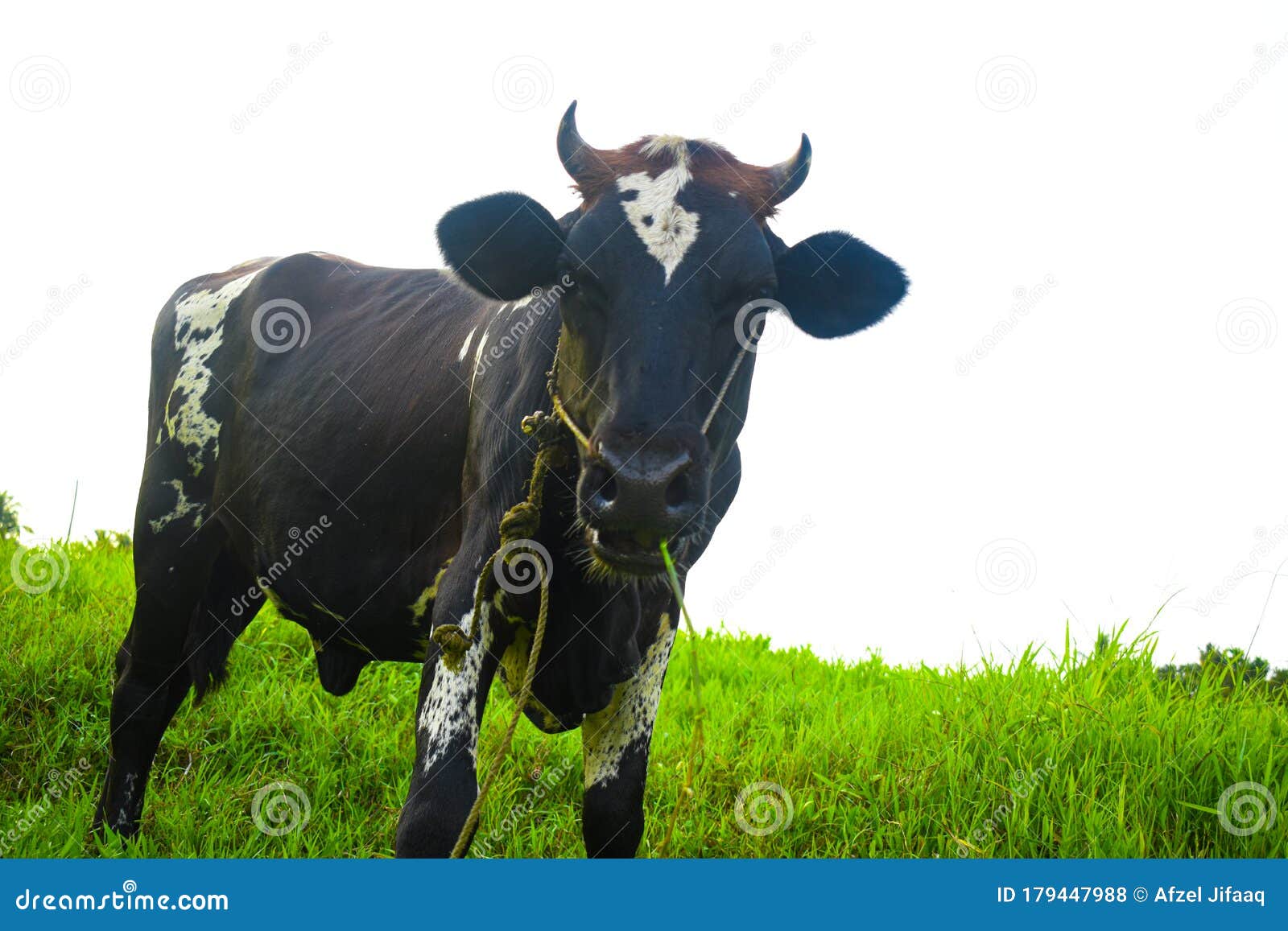 Male cow, bull, steer, ox stock photo. Image of herd - 179447988