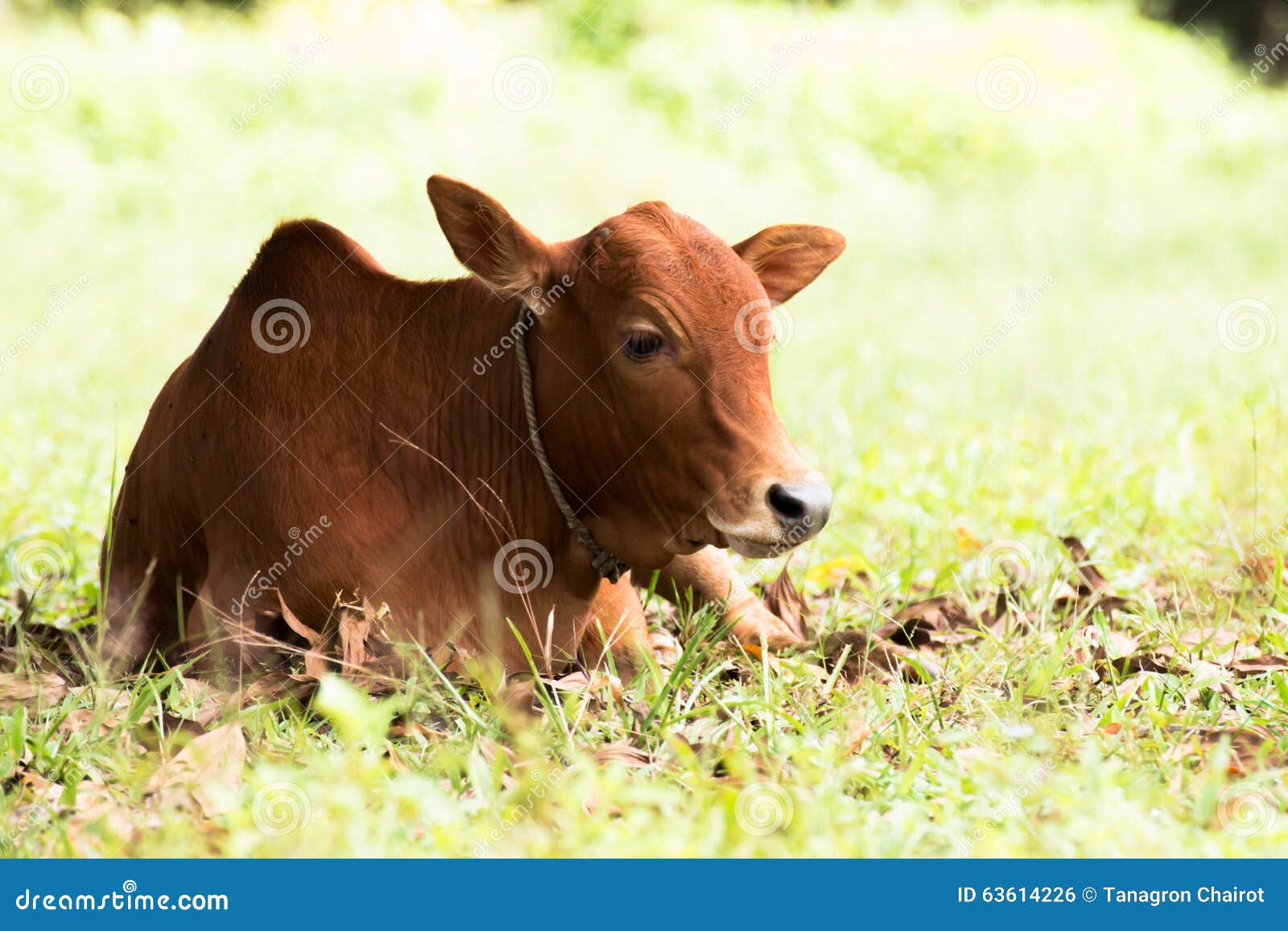 Male cow on Meadow stock photo. Image of land, scenic - 63614226