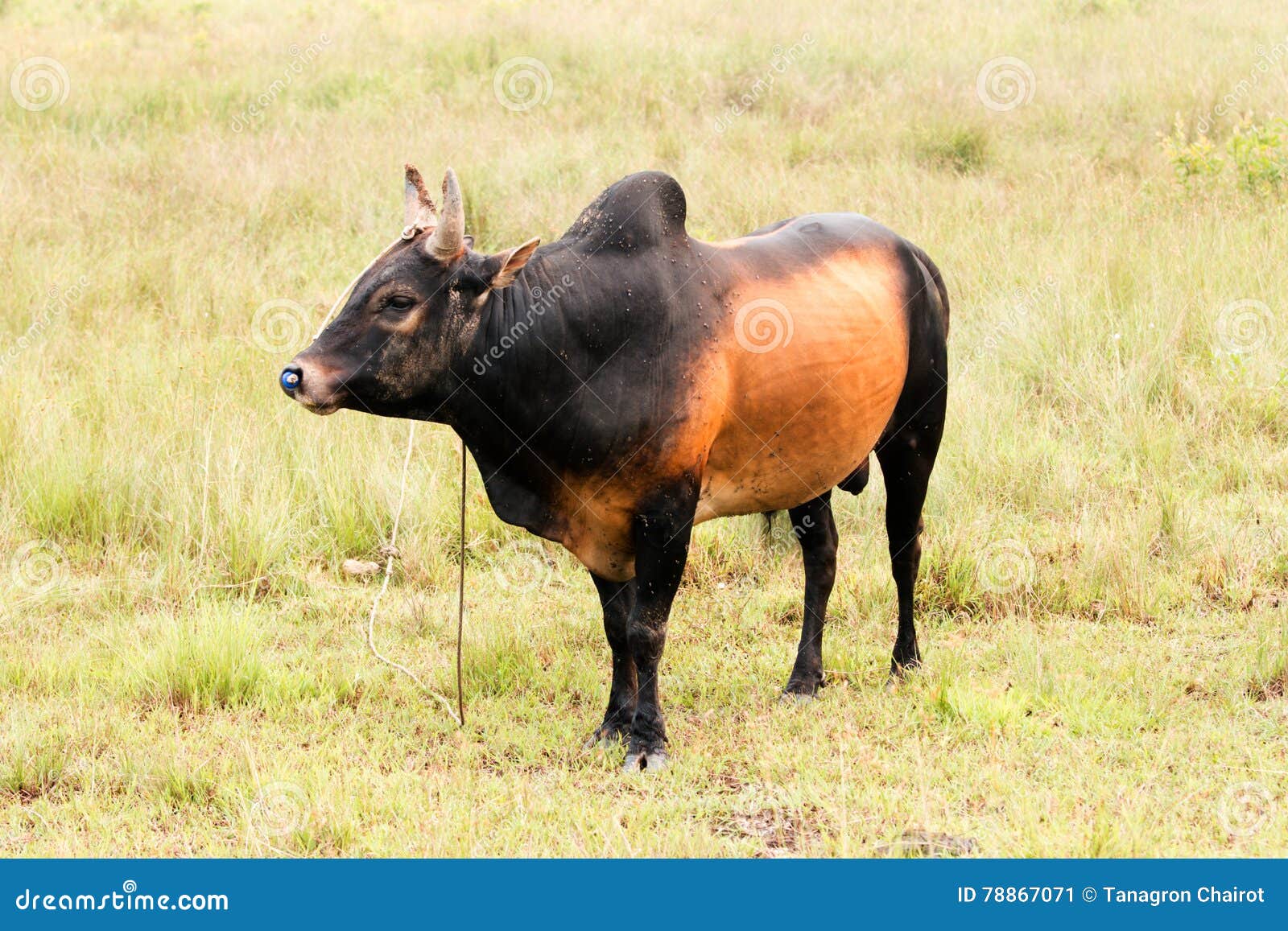 Male cow on Meadow stock image. Image of summer, mammal - 78867071
