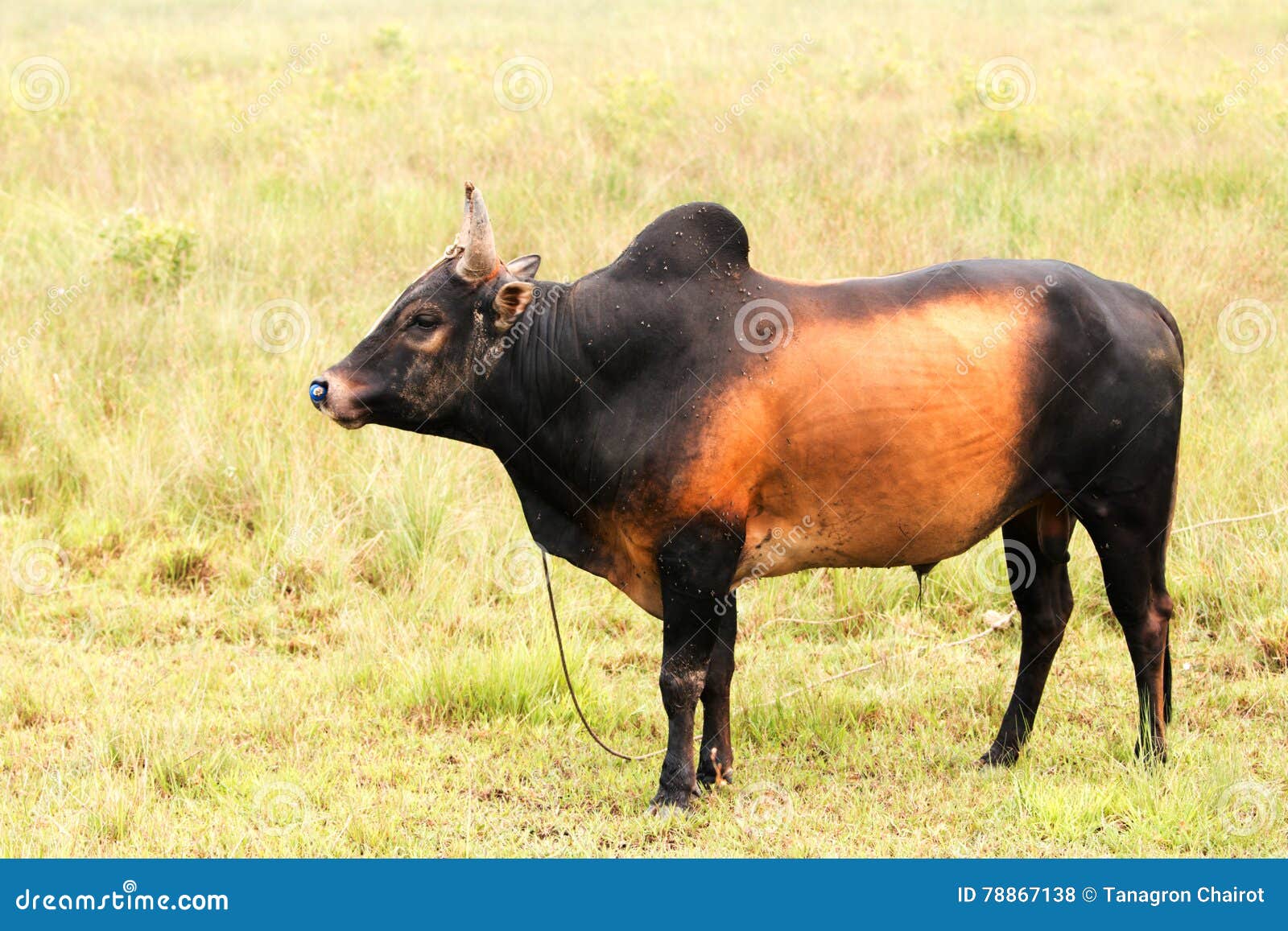 Male cow on Meadow stock photo. Image of animal, natural - 78867138