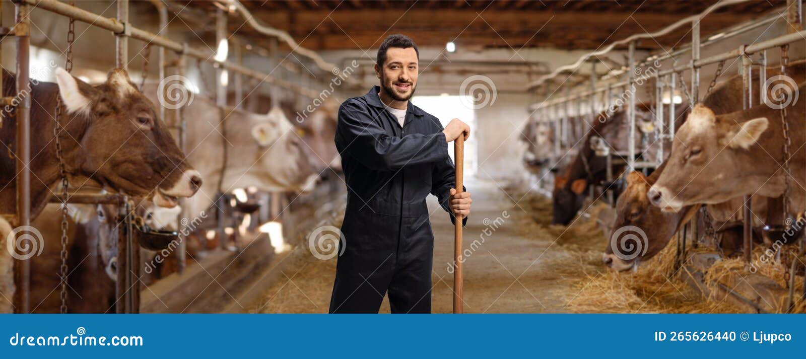 Male Cowshed Worker with a Tool Standing in a Barn Stock Photo - Image ...