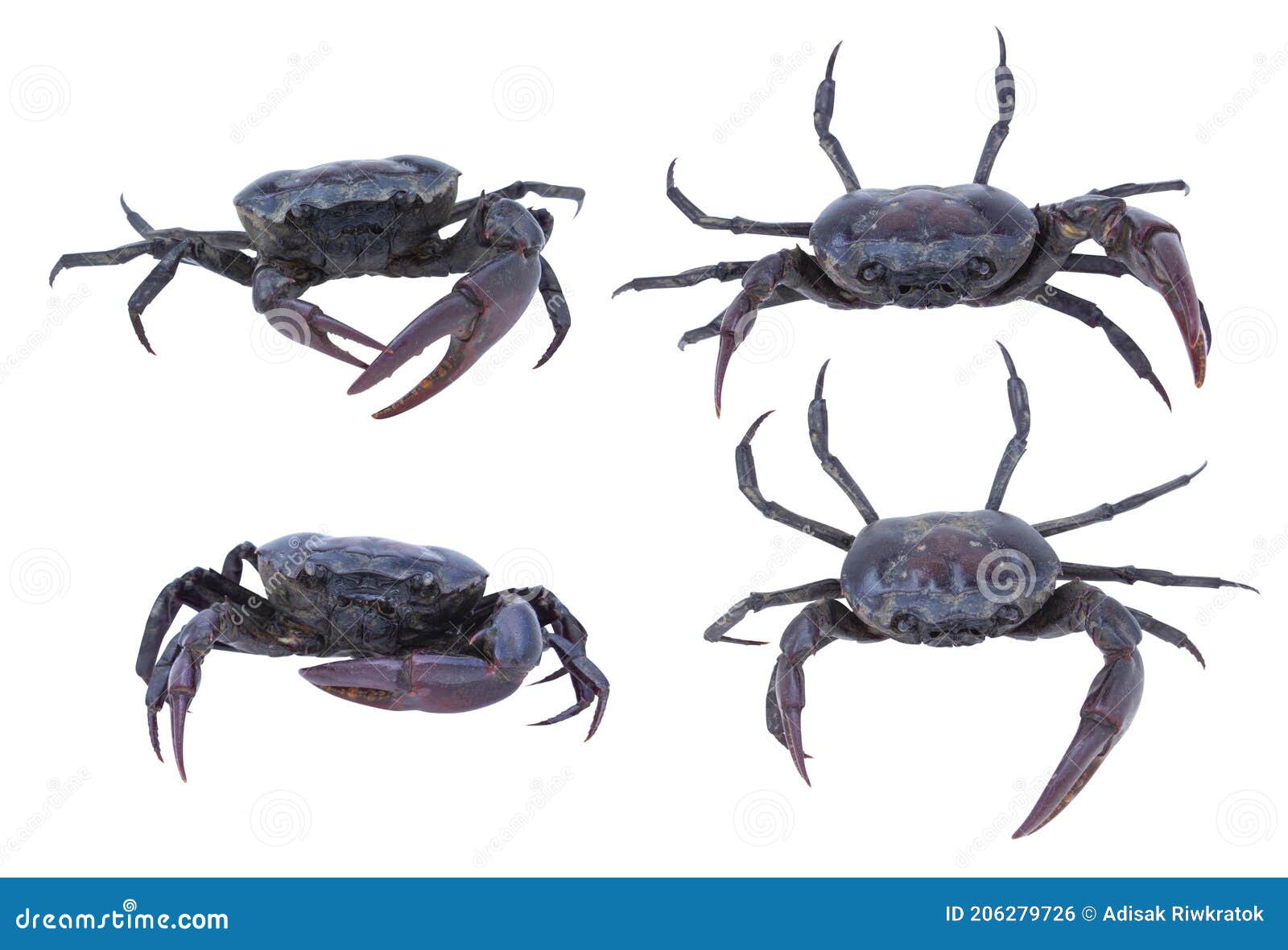 Male Crab with Big Claws Isolated on White Background. Stock Photo ...