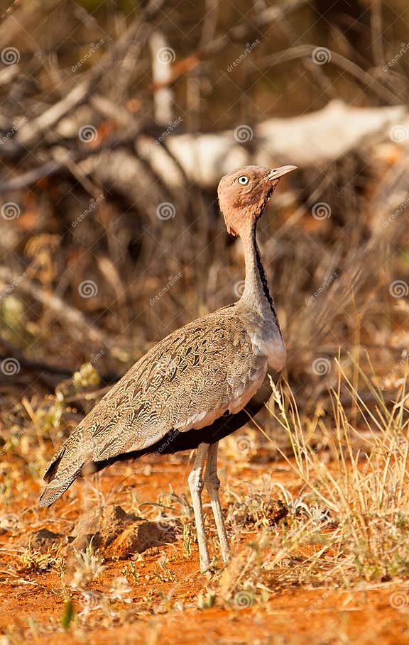 A male Crested Bustard stock image. Image of bustards - 23971101