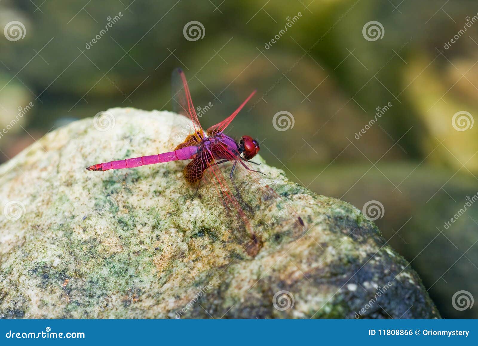 A Male Crimson Dropwing Dragonfly Stock Photo - Image of close, park ...