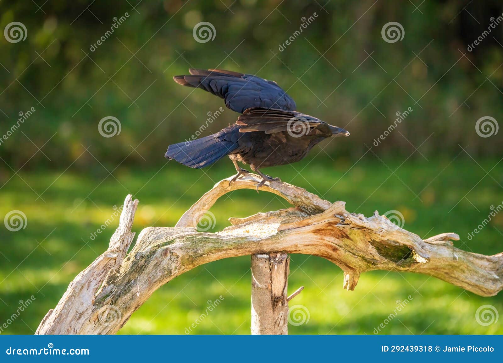 Male Crow Ready To Fly in Autumn Stock Photo - Image of crow, autumn ...